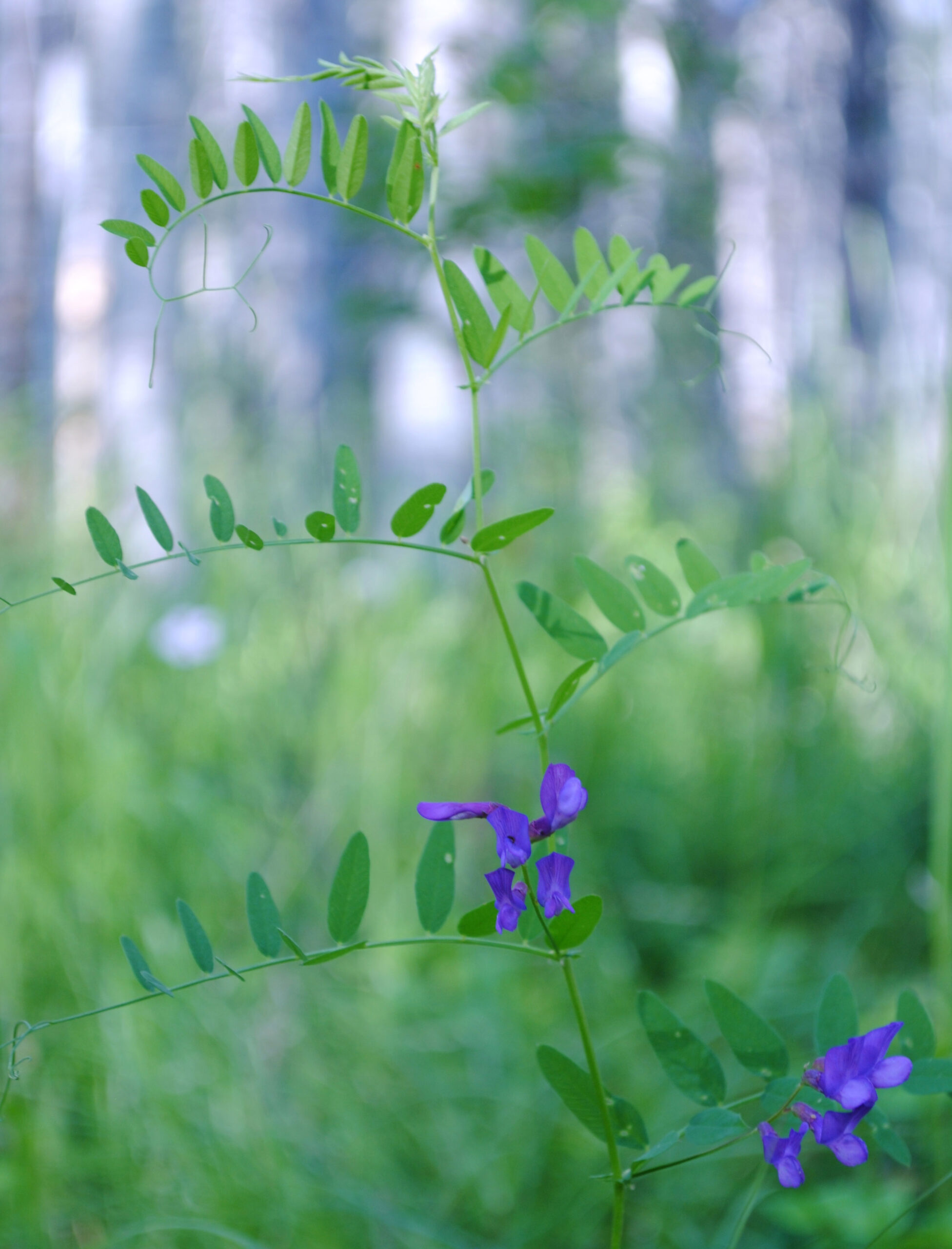 American Vetch – Forage U-Pick