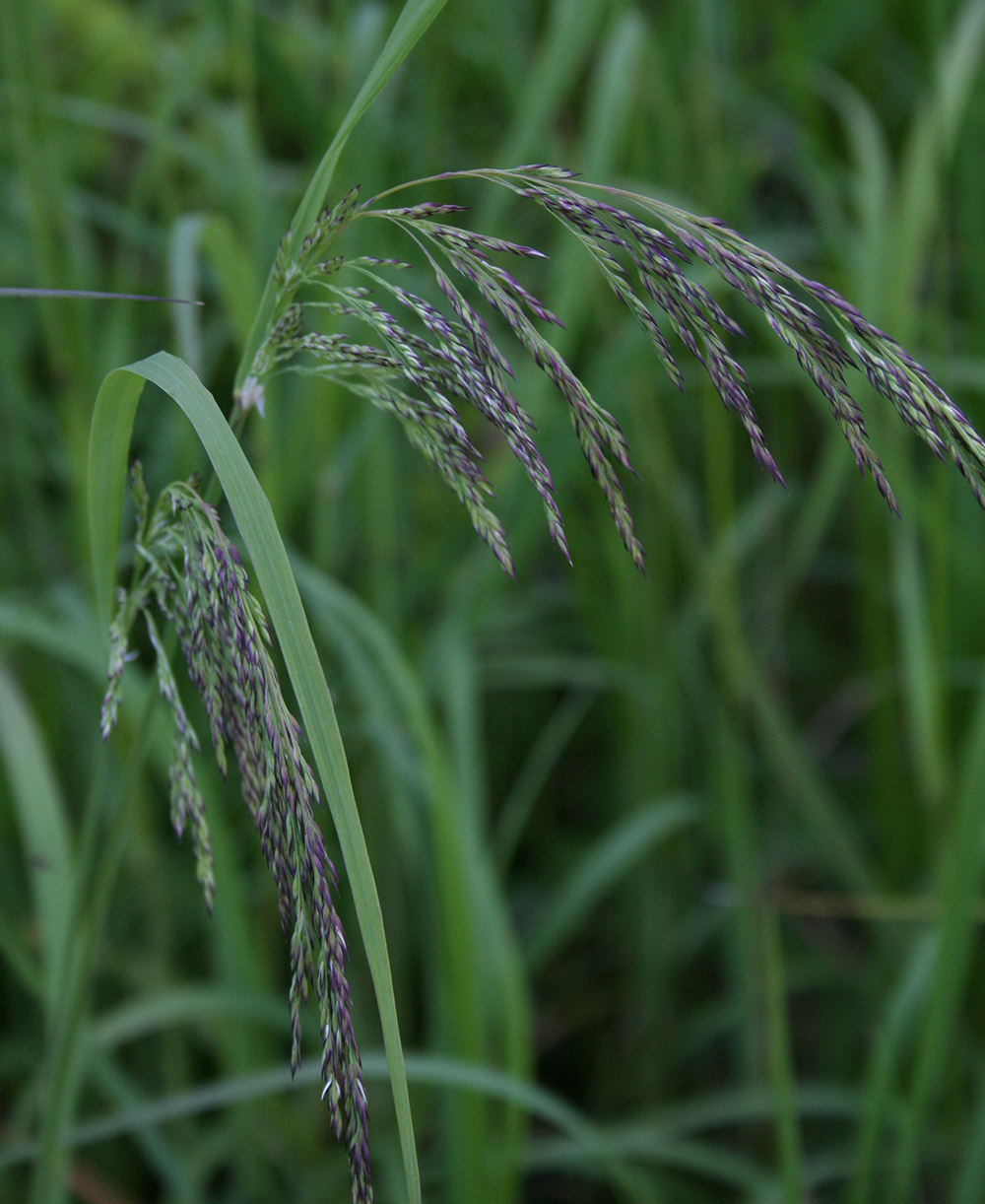 Bluejoint Reedgrass – Forage U-Pick