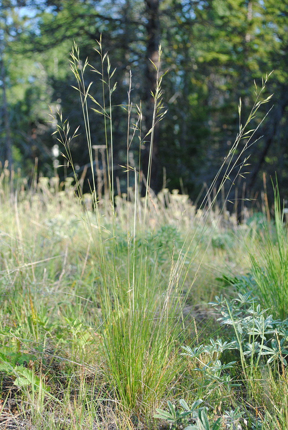 Idaho Fescue – Forage U-Pick