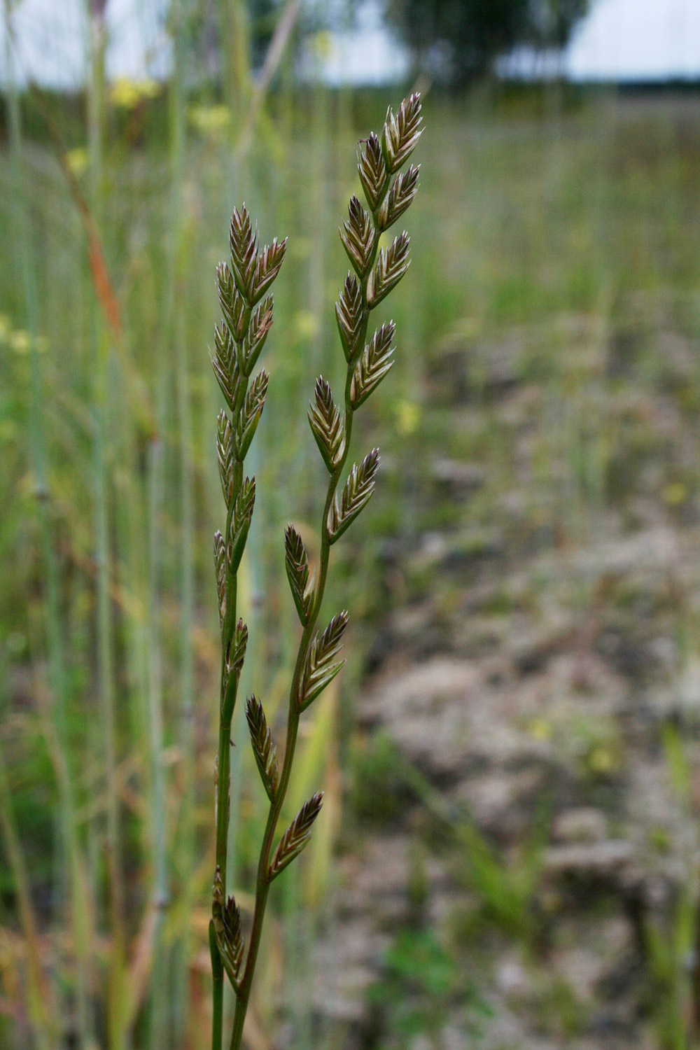 Italian Ryegrass – Forage U-Pick