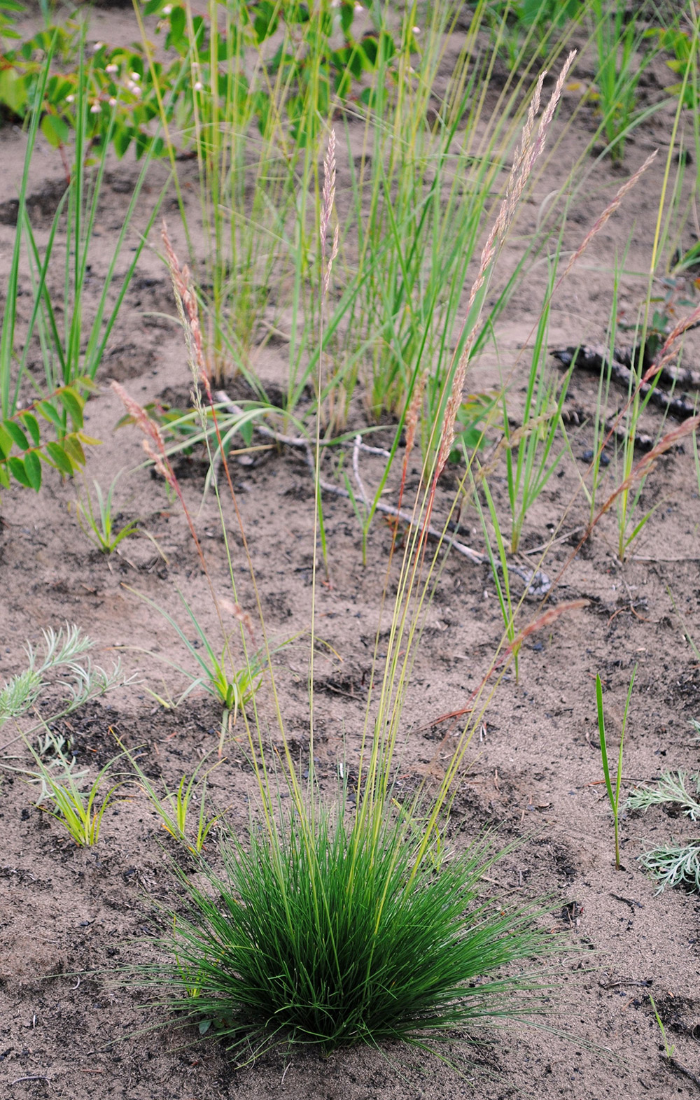 Rocky Mountain / Alpine Fescue – Forage U-Pick