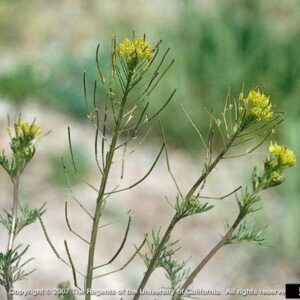 Flixweed – Forage U-Pick