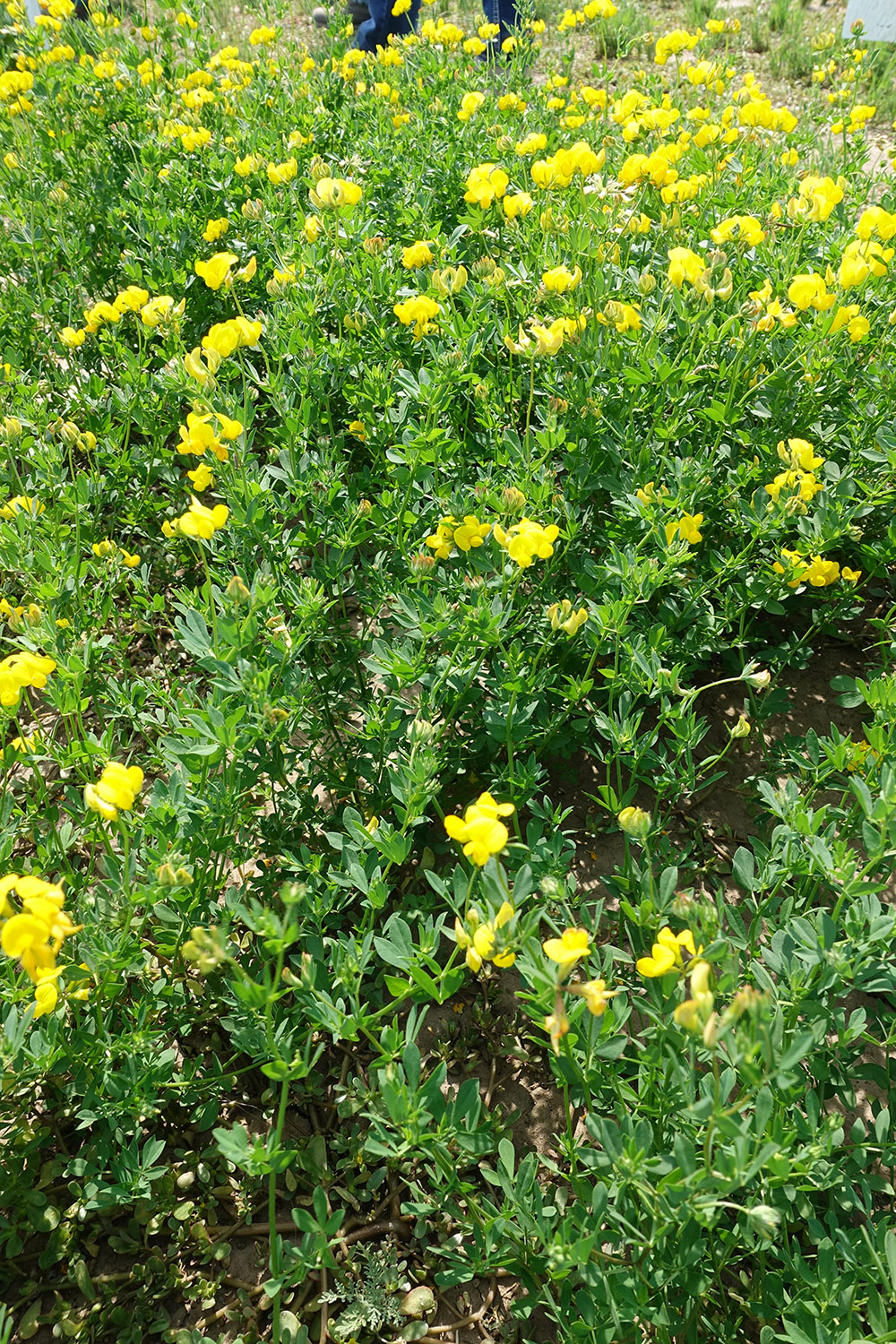 Birdsfoot Trefoil – Forage U-Pick