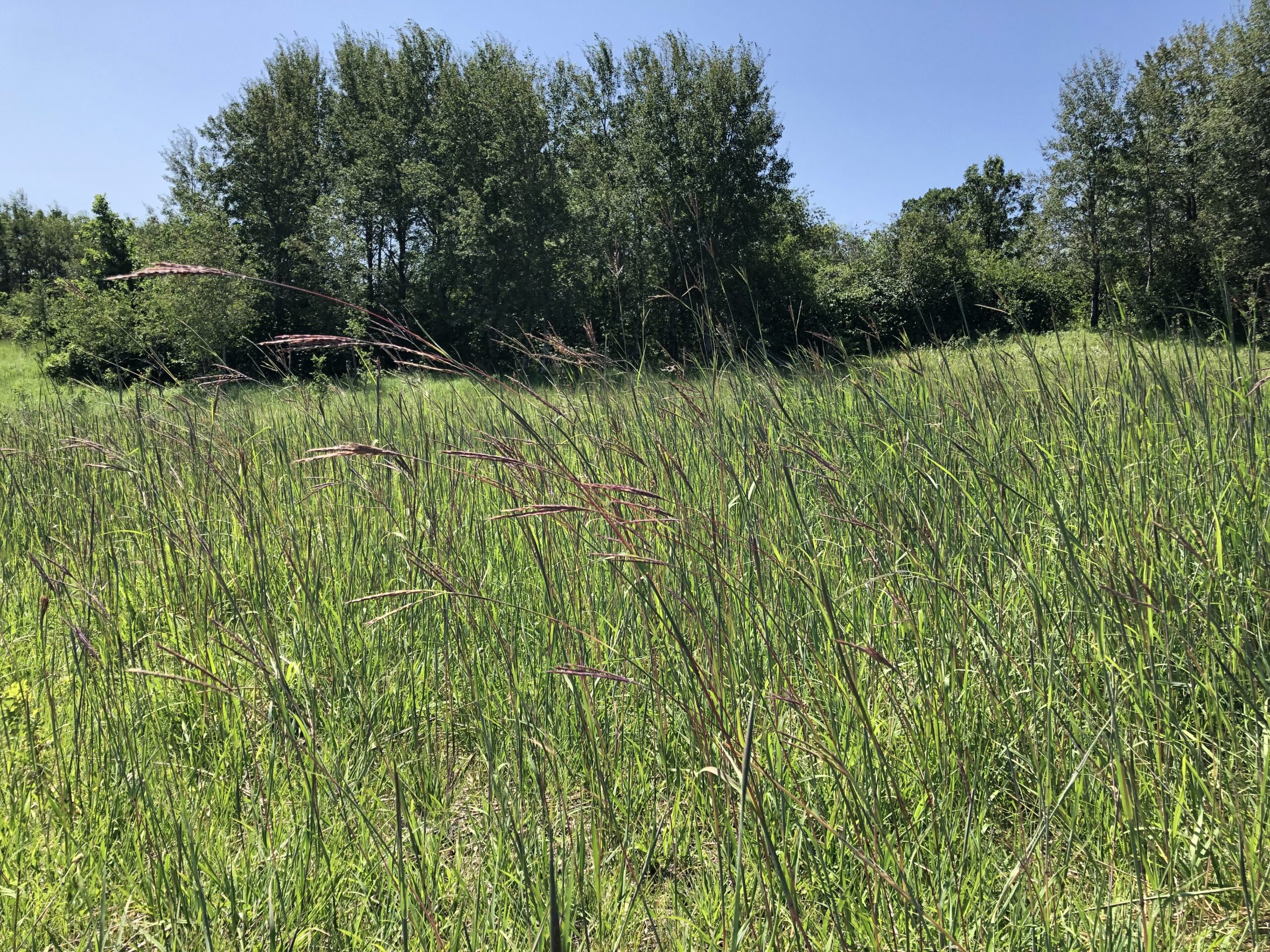 Big Bluestem – Forage U-Pick