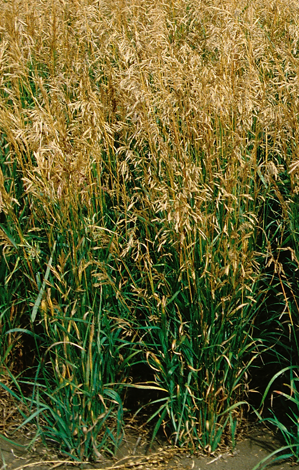 Hybrid Bromegrass – Forage U-Pick
