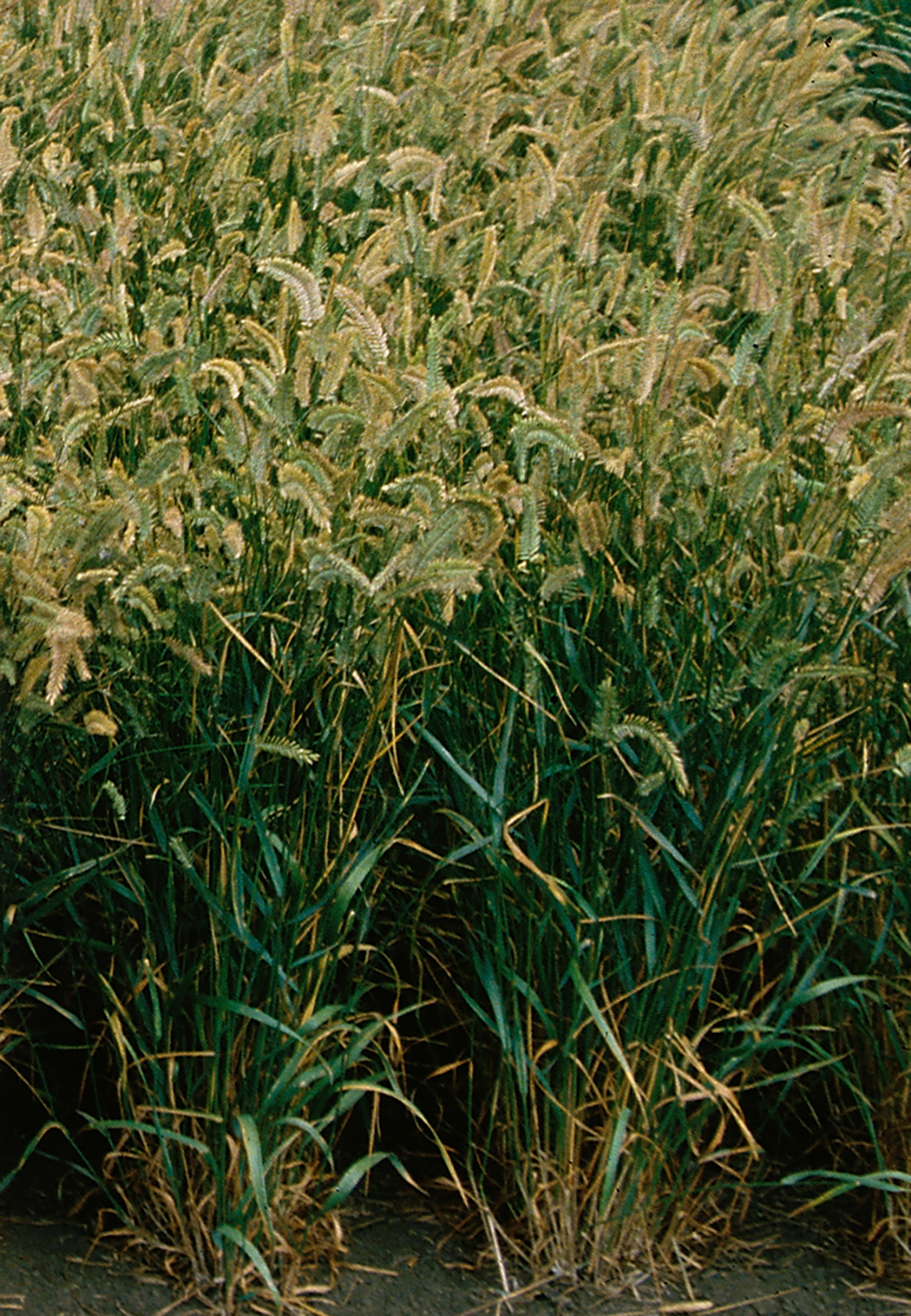Crested Wheatgrass – Forage U-Pick