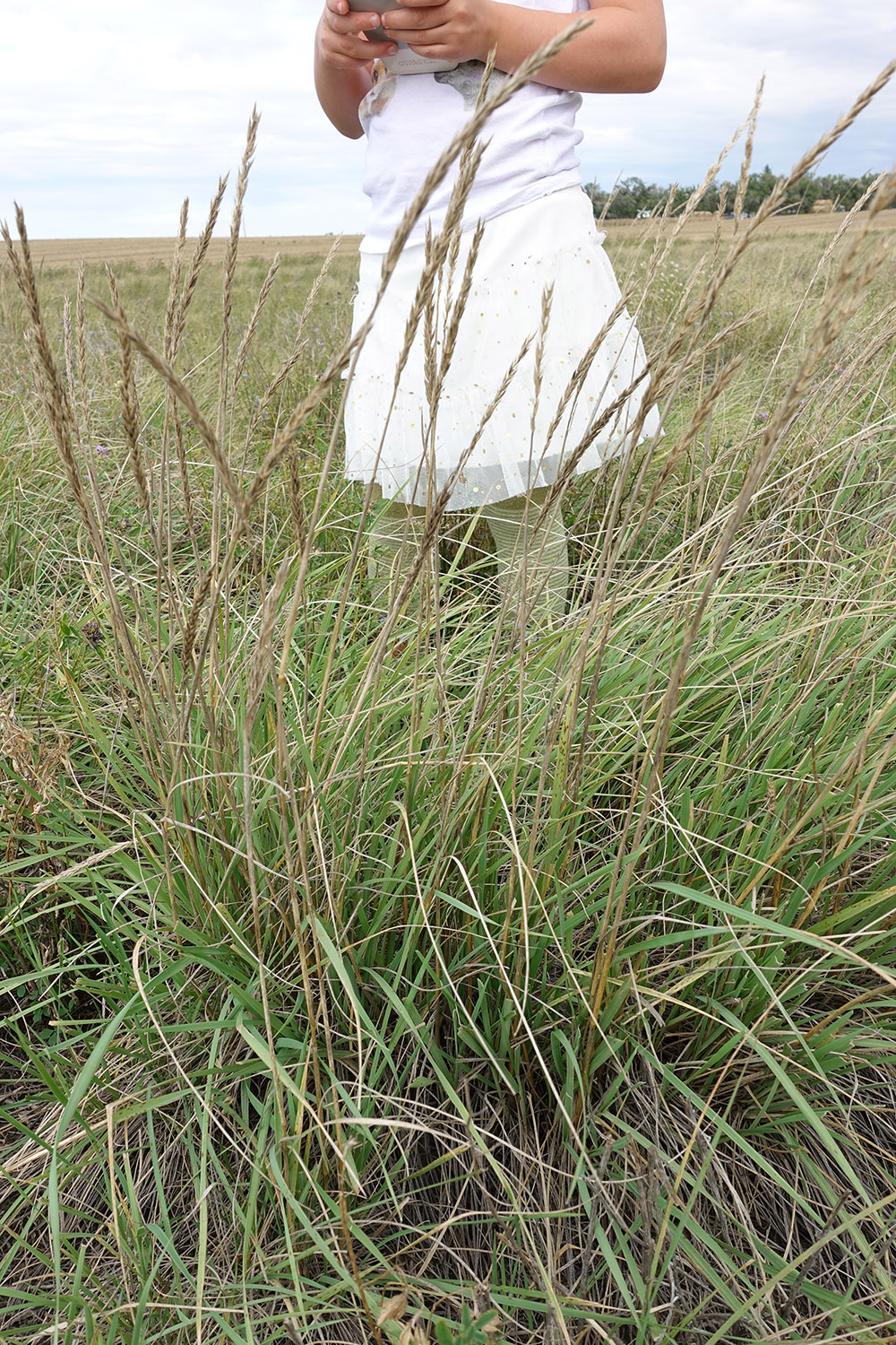 Russian Wildrye – Forage U-Pick