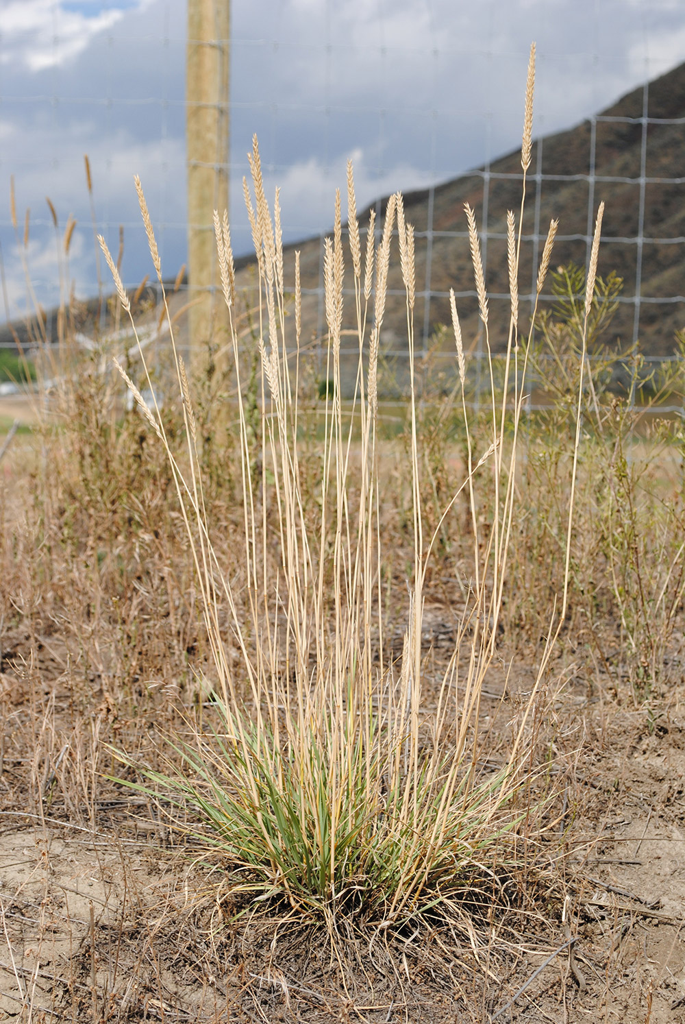 Very little to no erosion tendency – Forage U-Pick