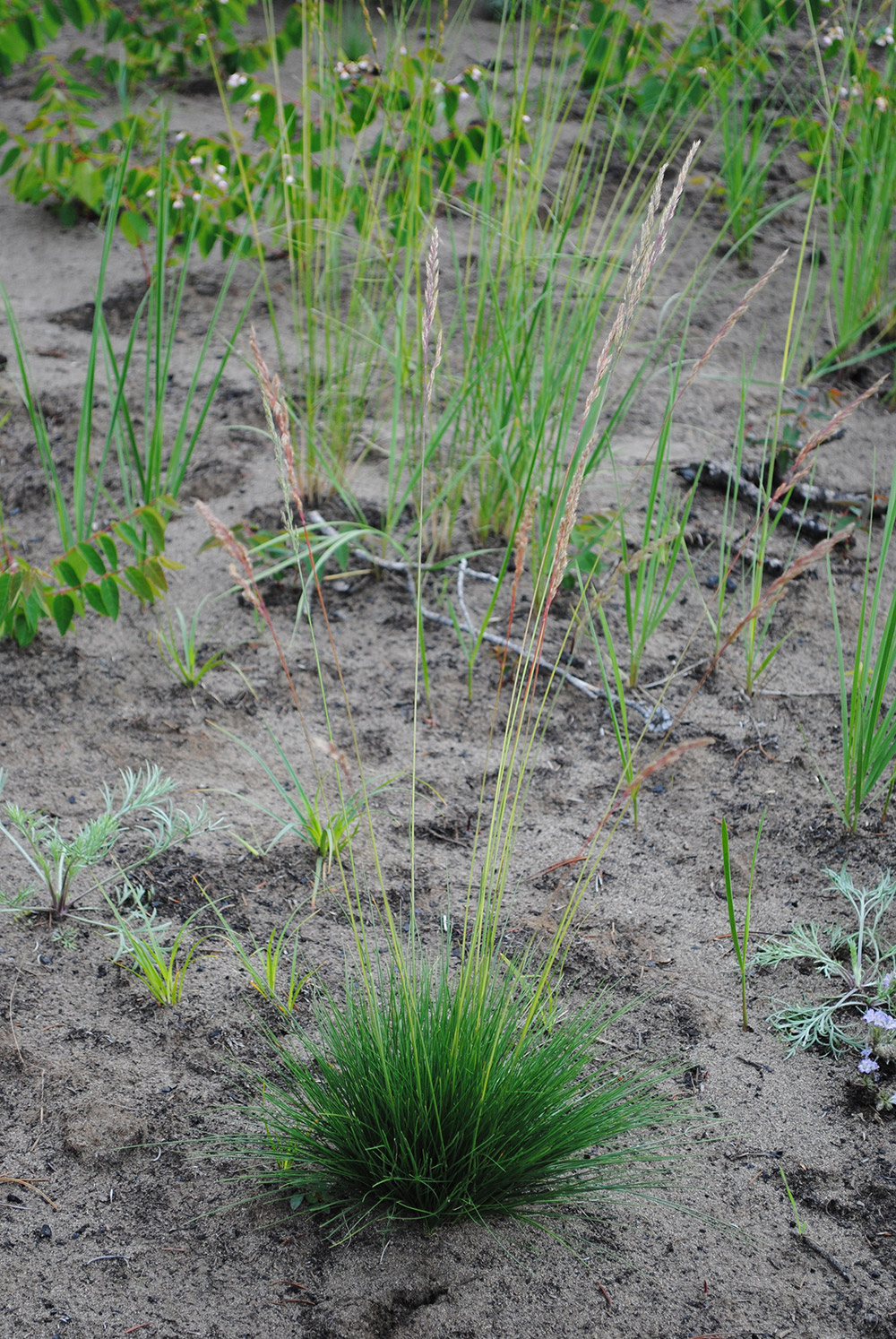 Rocky Mountain / Alpine Fescue – Forage U-Pick