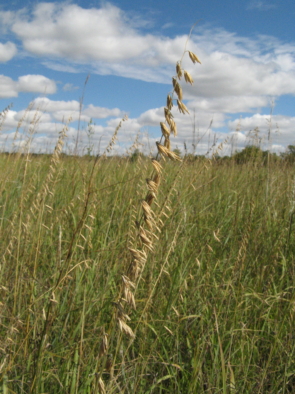 Side-oats Grama – Forage U-Pick