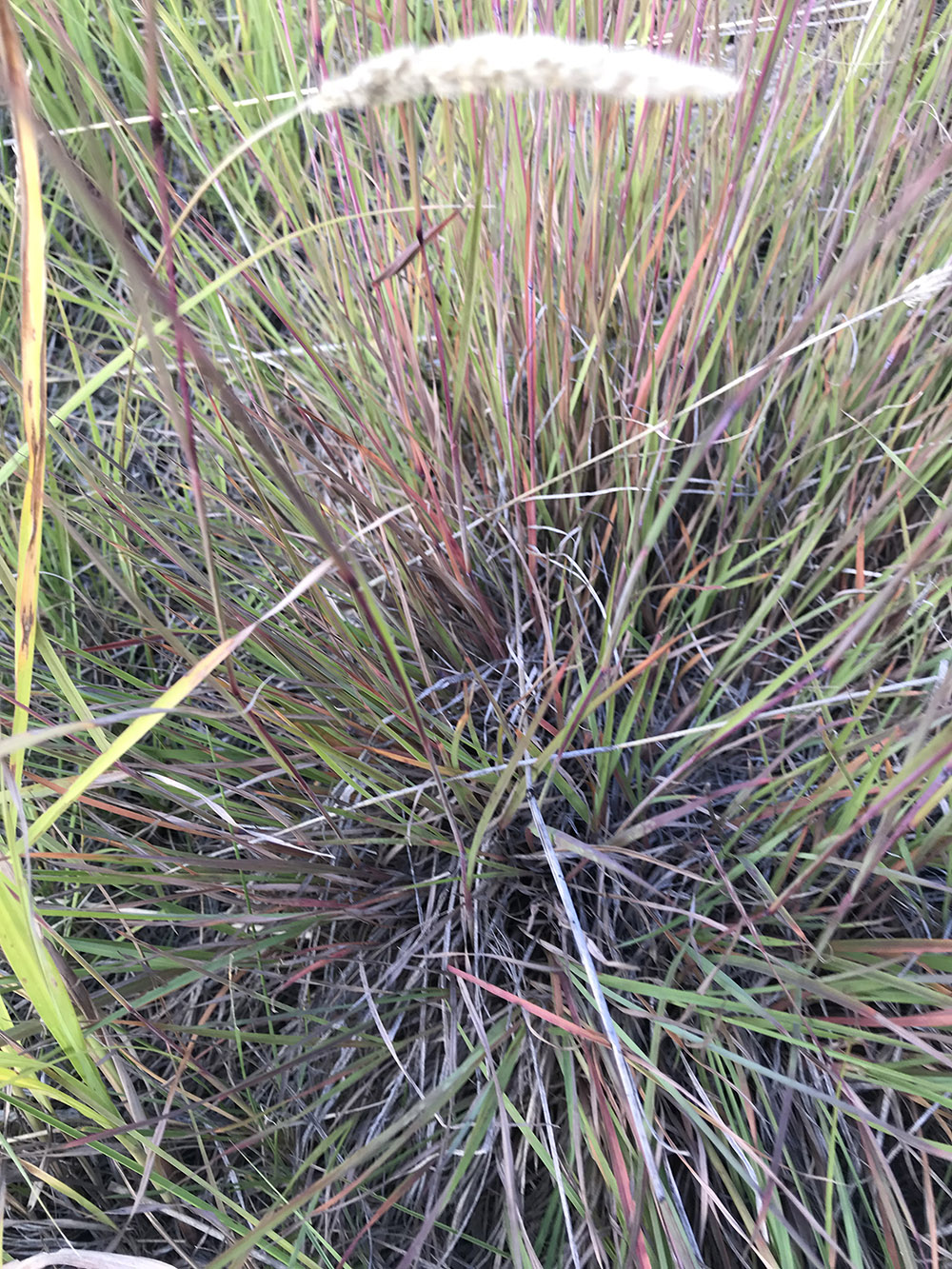 Little Bluestem – Forage U-Pick