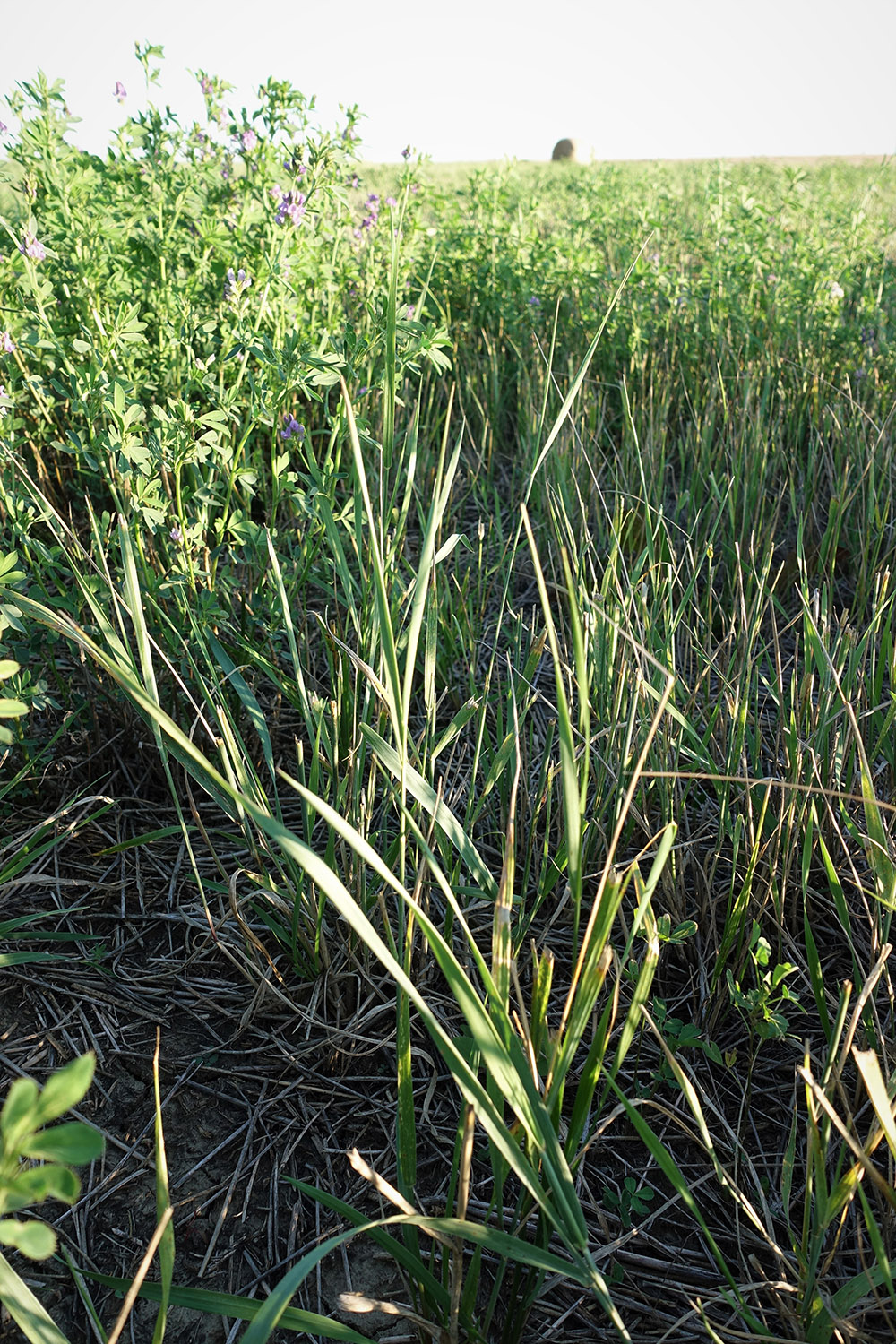 Intermediate Wheatgrass – Forage U-Pick