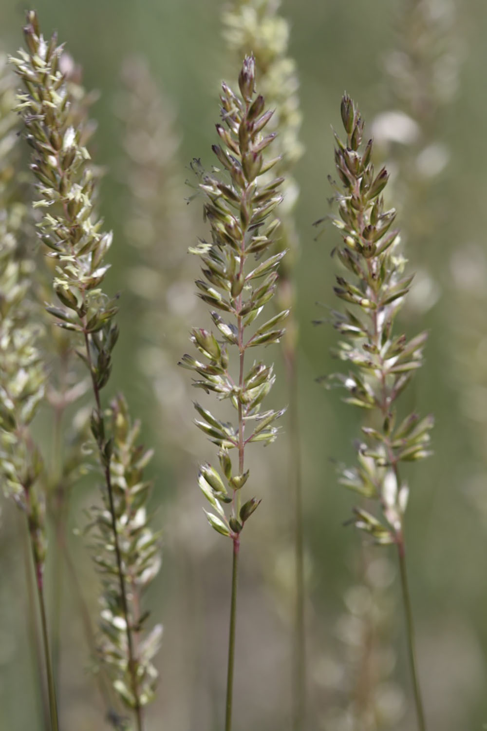 Junegrass – Forage U-Pick