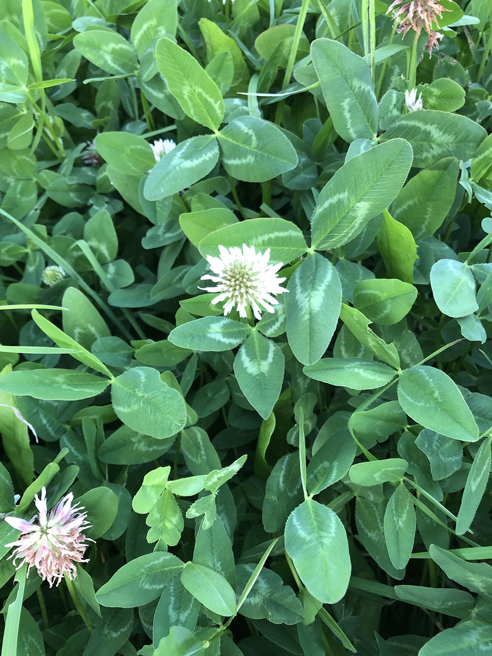 Kura Clover – Forage U-Pick