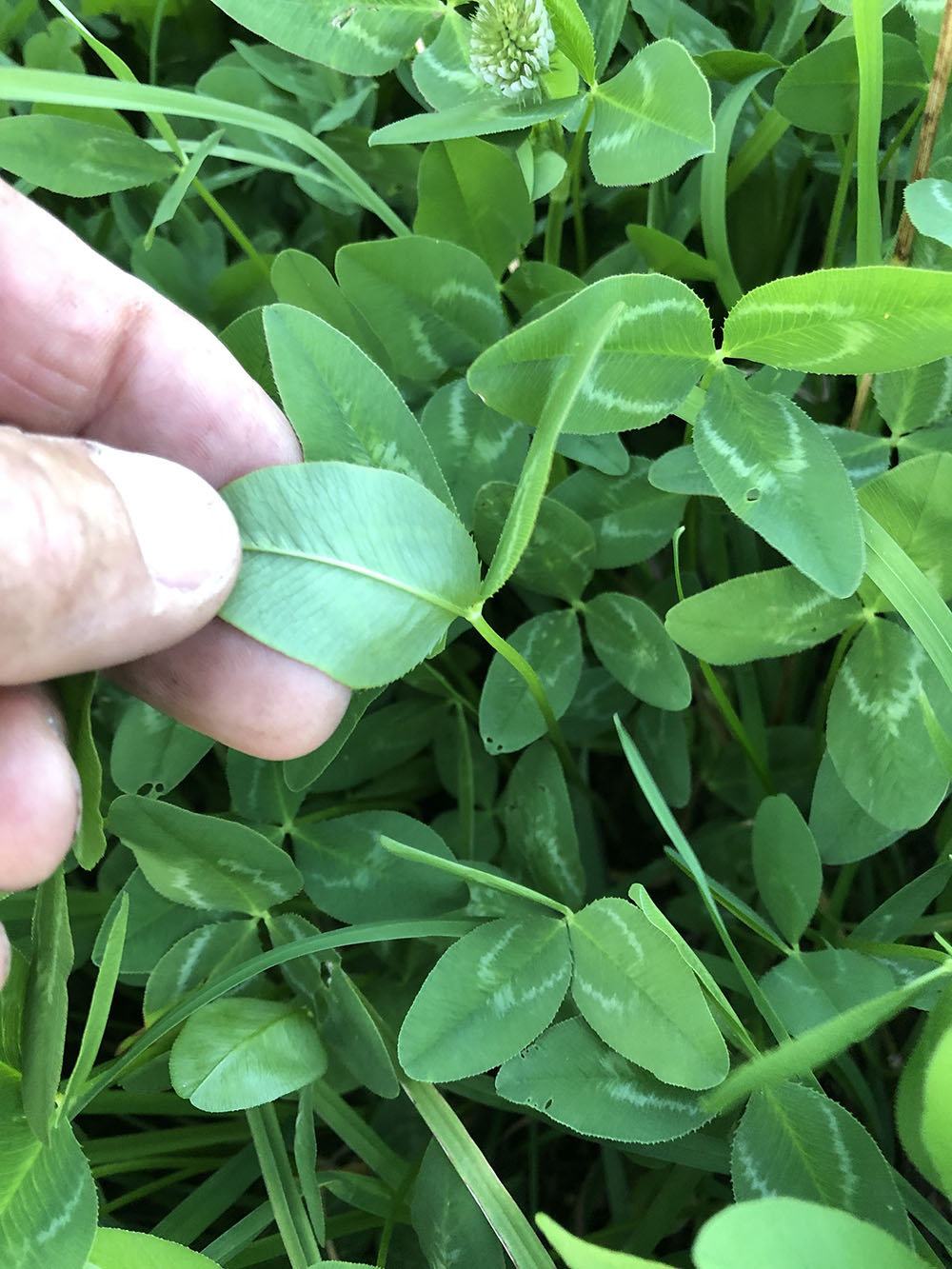 Kura Clover – Forage U-Pick