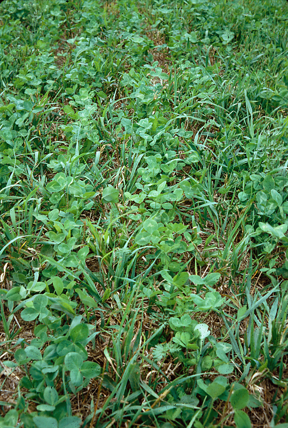 Red Clover – Forage U-Pick