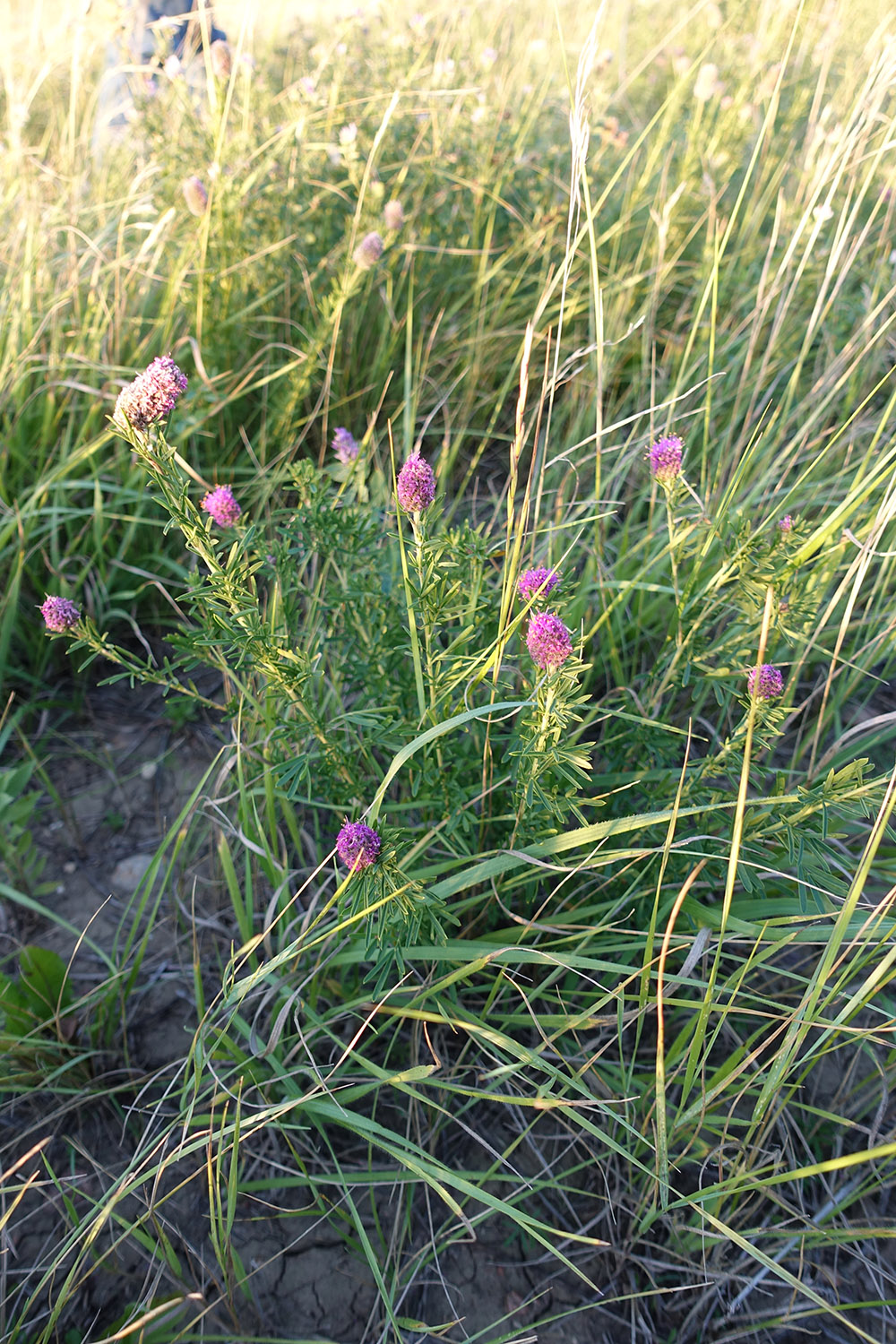 Purple Prairie Clover – Forage U-Pick