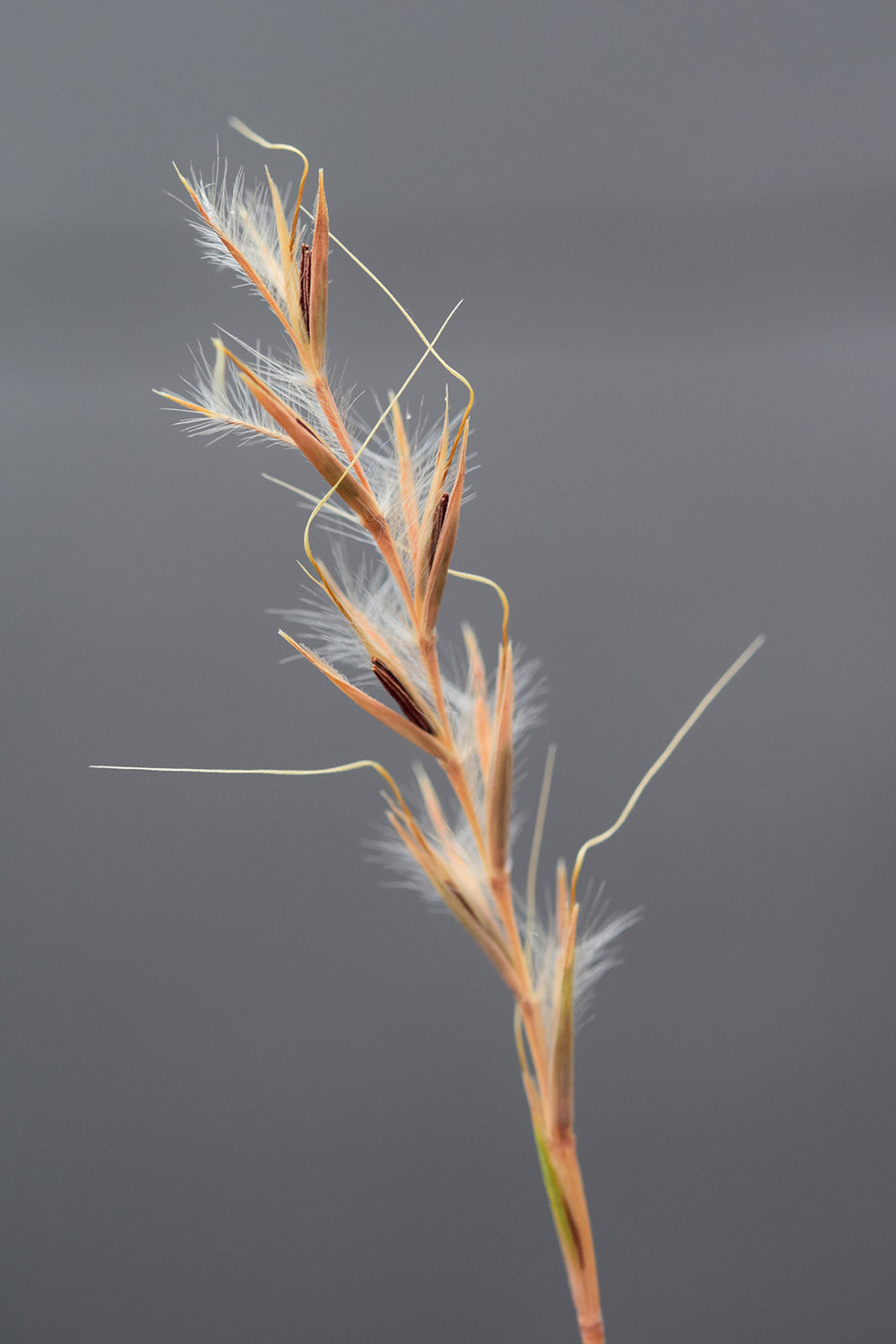 Little Bluestem – Forage U-Pick