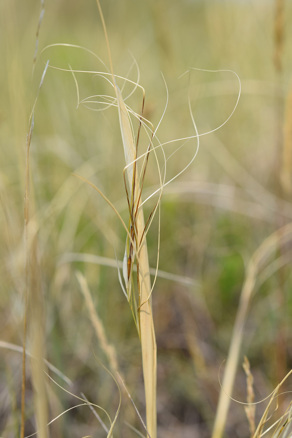 Needle-and-Thread Grass – Forage U-Pick