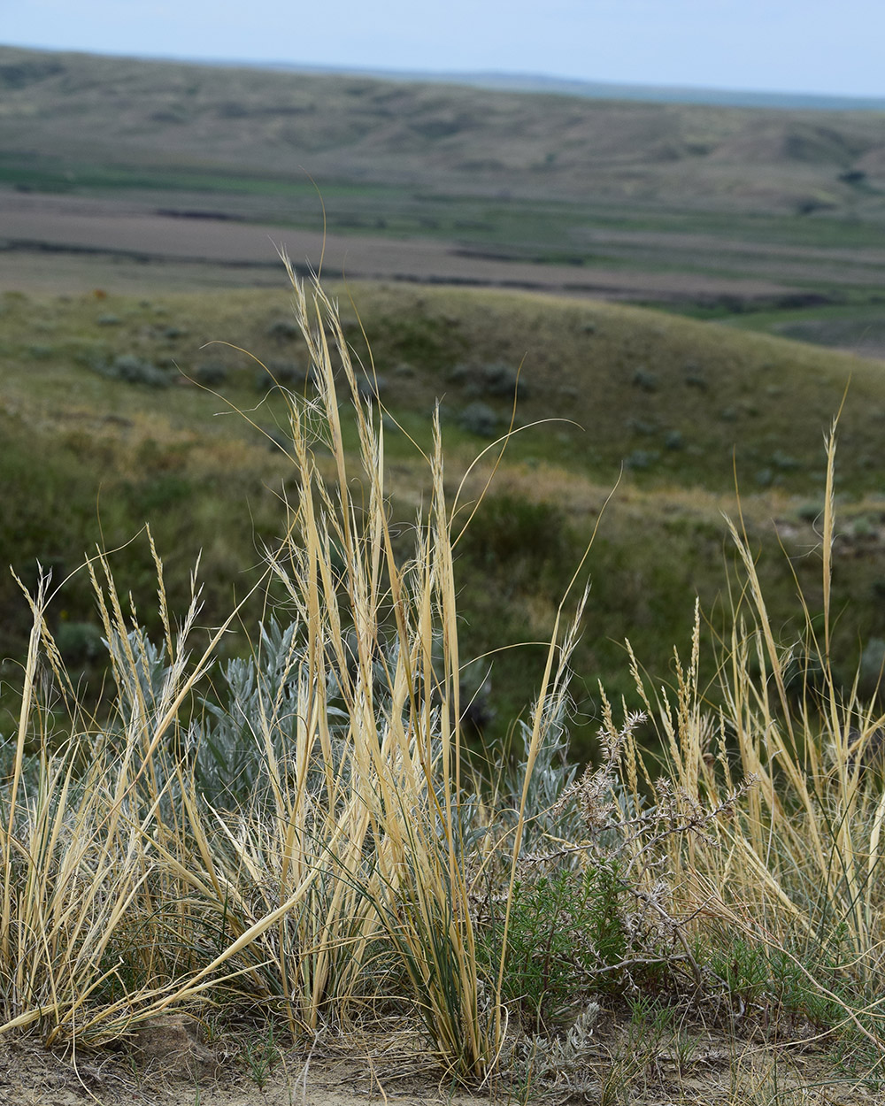 Needle-and-Thread Grass – Forage U-Pick