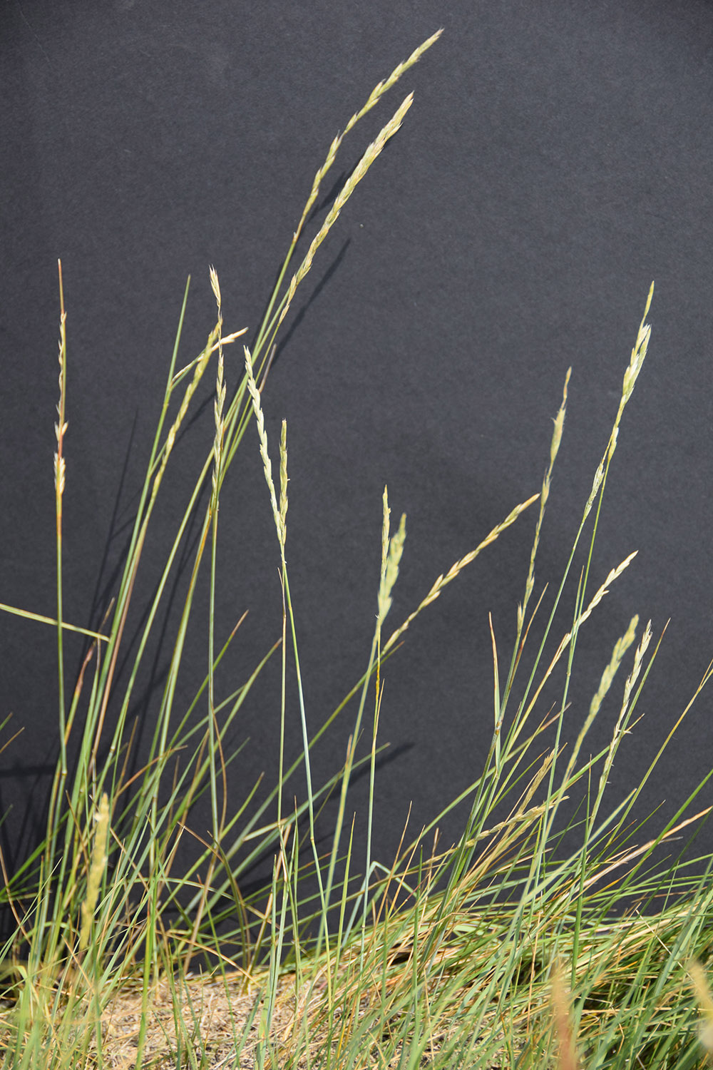 Northern Wheatgrass – Forage U-Pick