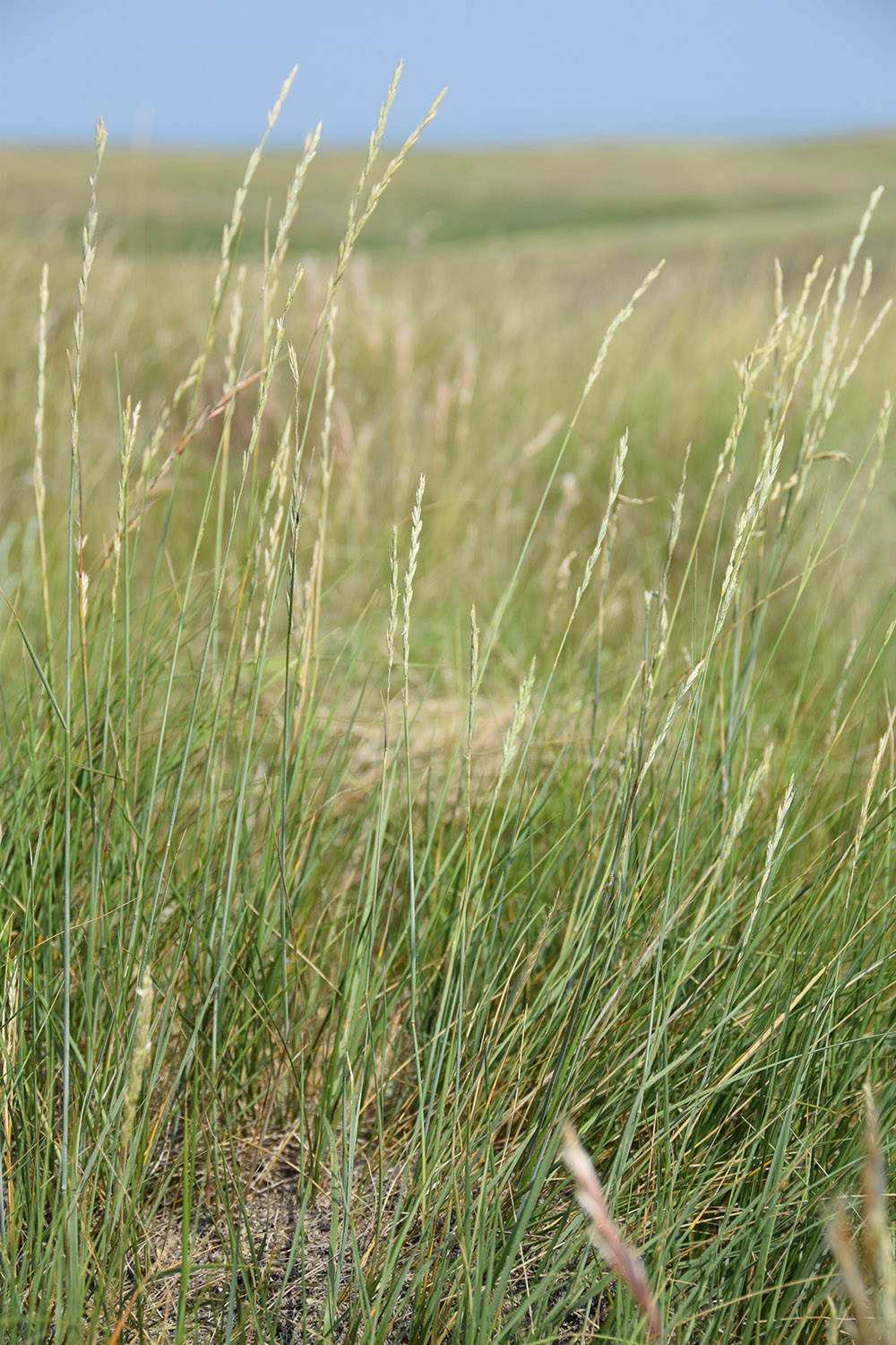 Northern Wheatgrass – Forage U-Pick