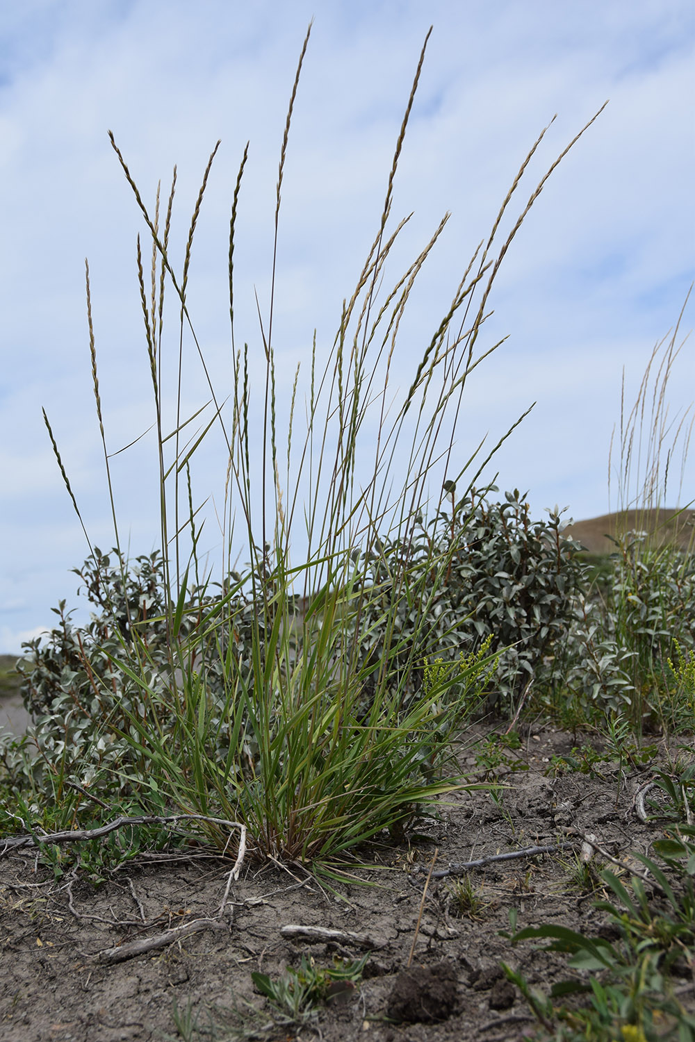 Slender Wheatgrass – Forage U-Pick