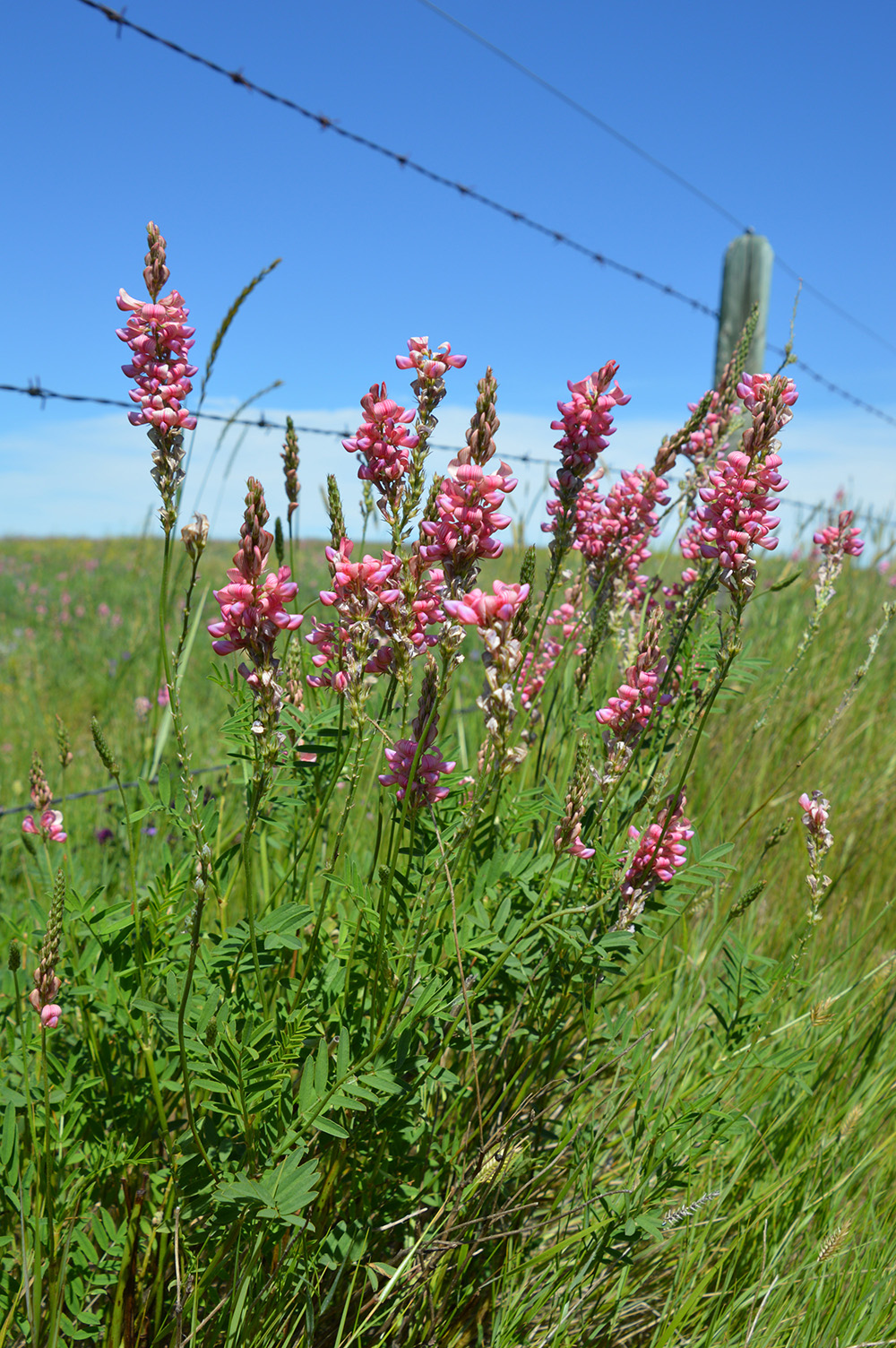 Sainfoin – Forage U-Pick