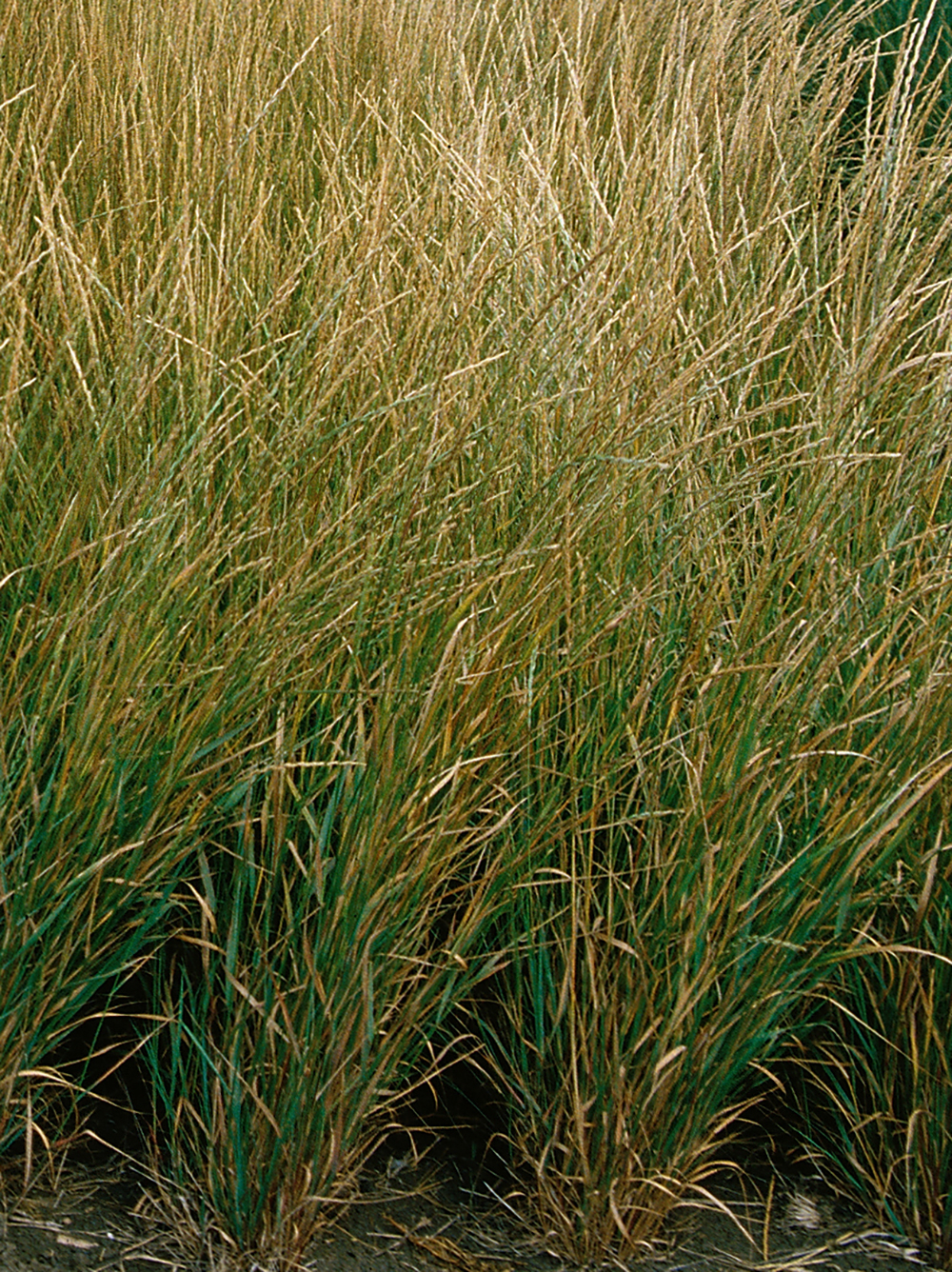 Slender Wheatgrass – Forage U-Pick