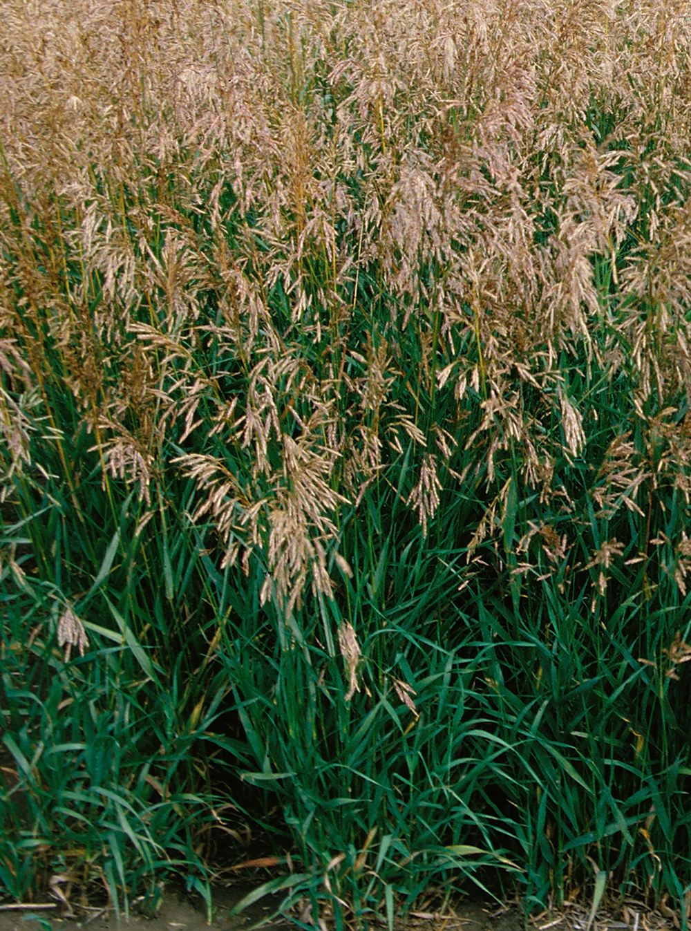 Smooth Bromegrass – Forage U-Pick