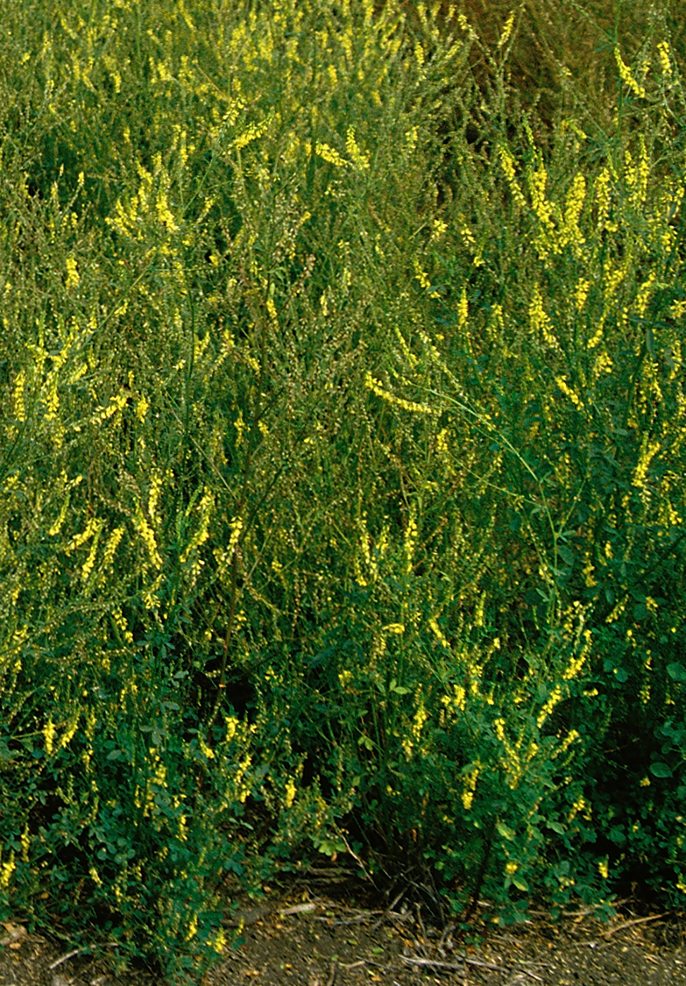 Sweet Clover – Forage U-Pick