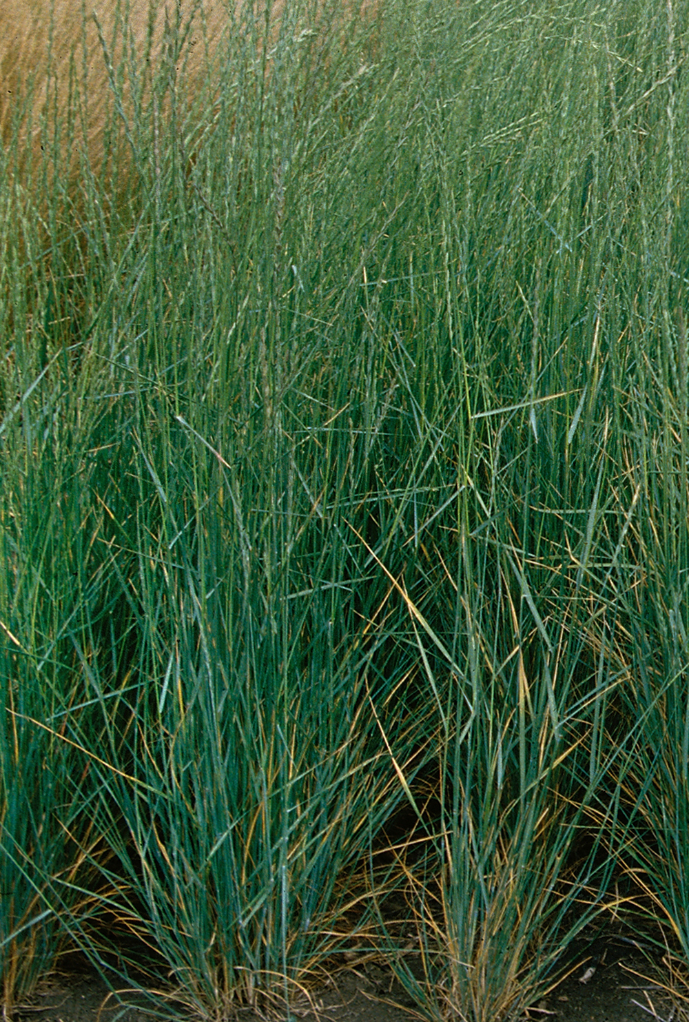 Tall Wheatgrass – Forage U-Pick