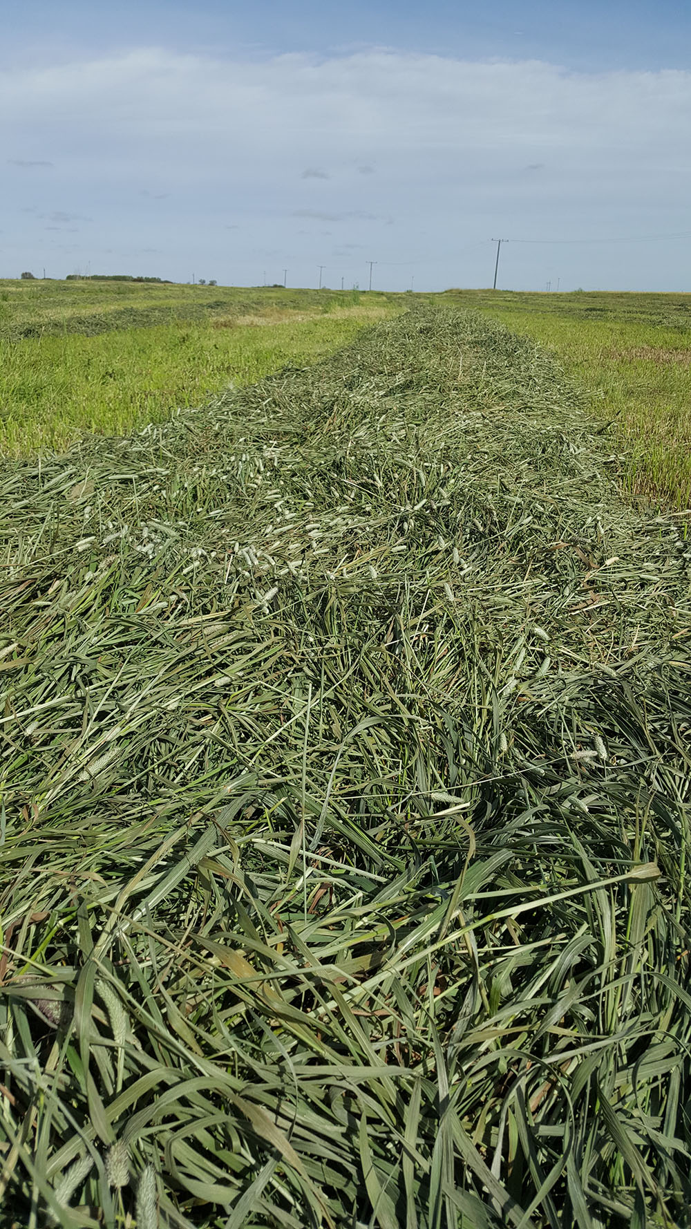 Timothy – Forage U-Pick