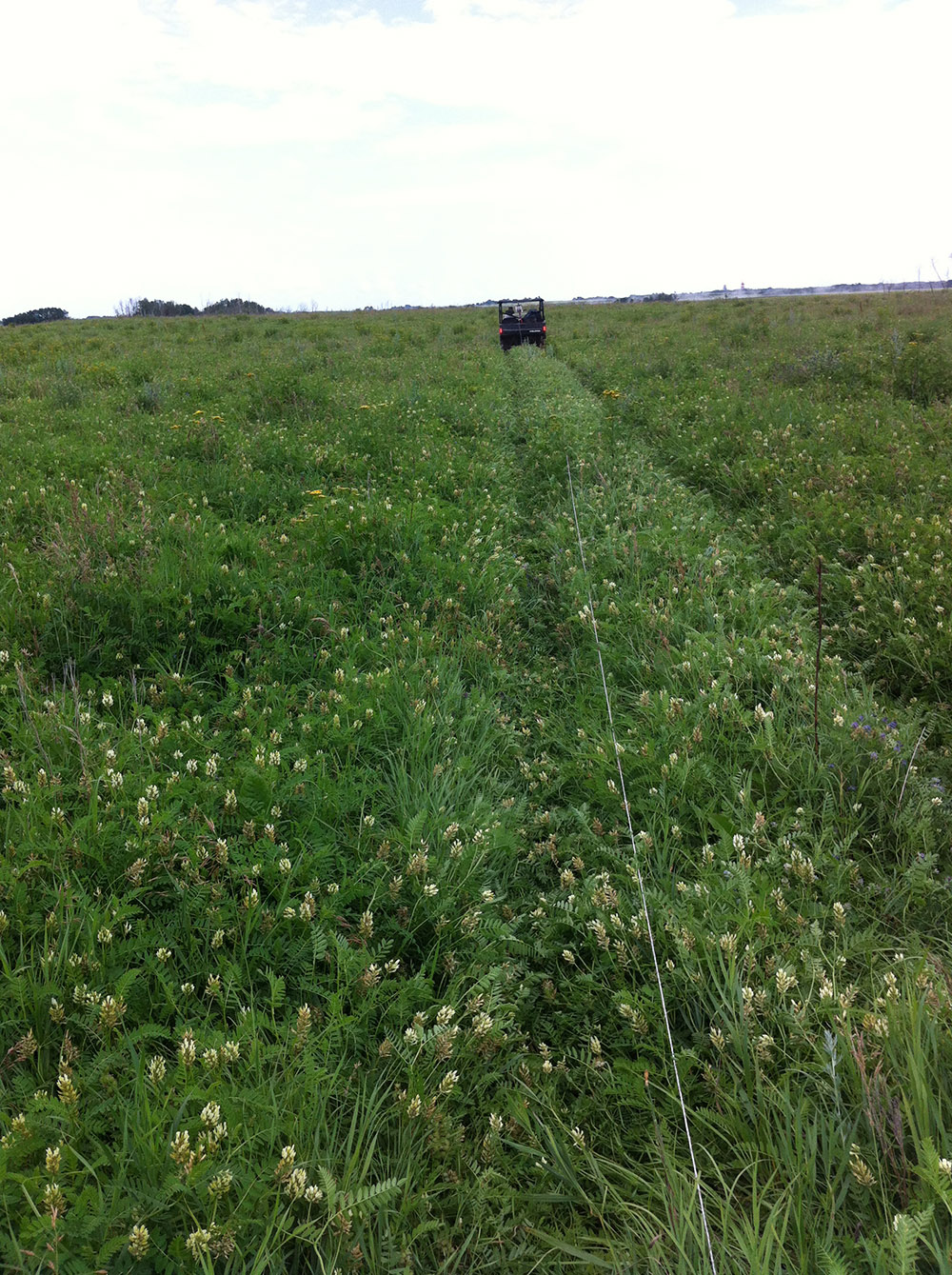 Cicer Milkvetch – Forage U-Pick