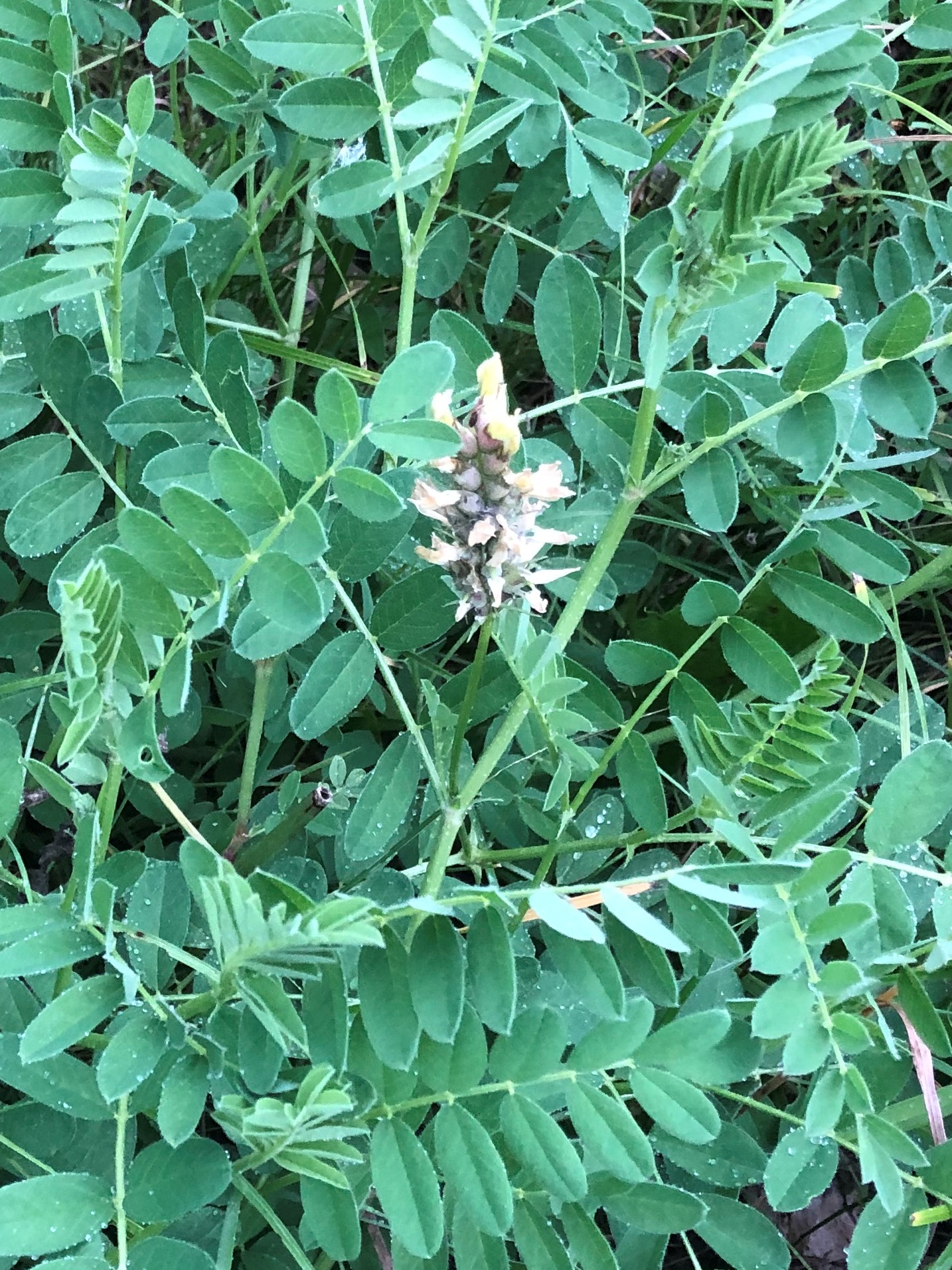 Cicer Milkvetch – Forage U-Pick