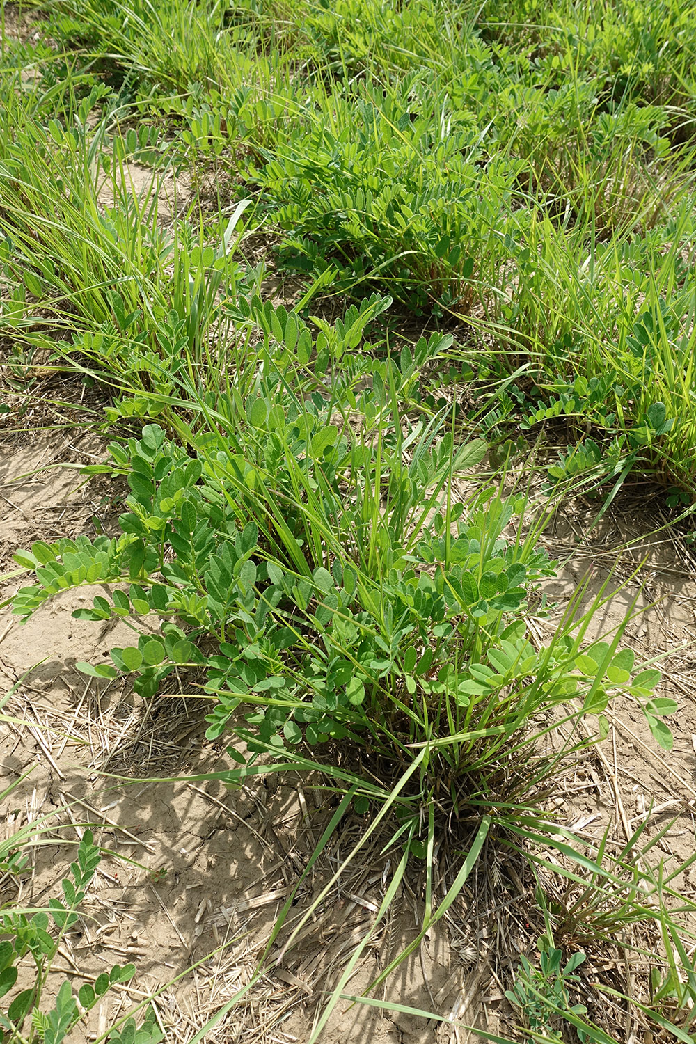 Crested Wheatgrass – Forage U-Pick