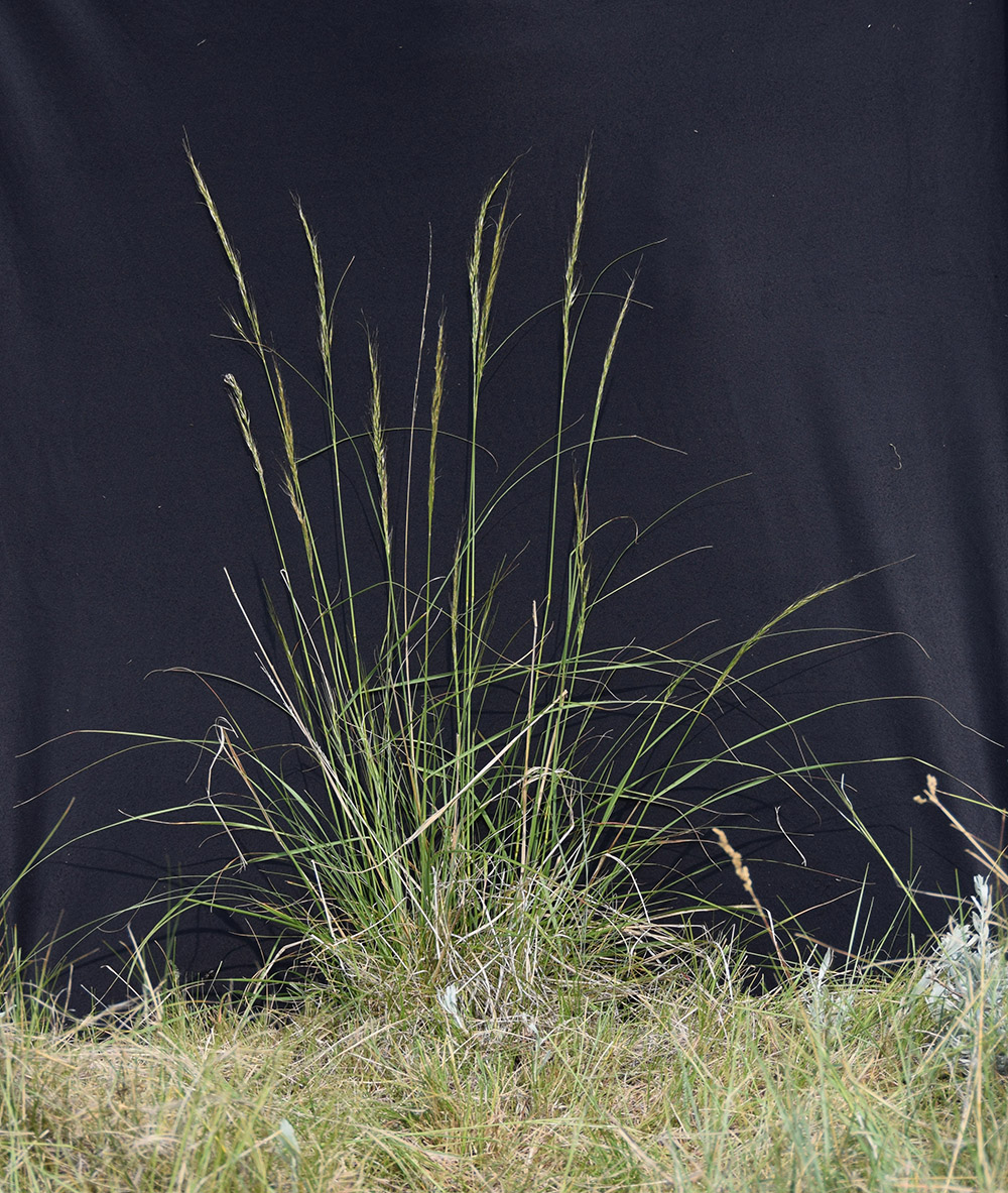 Green Needlegrass – Forage U-Pick