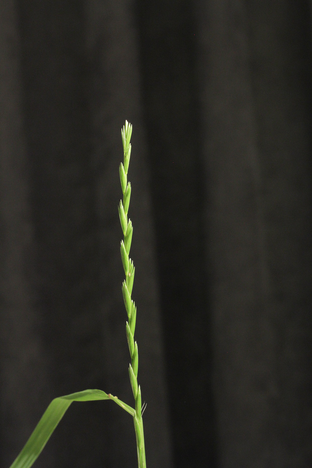 Green Wheatgrass – Forage U-Pick