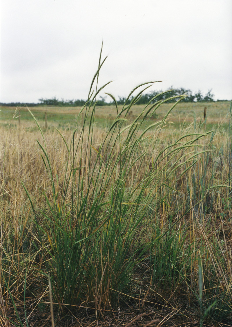 Awned Wheatgrass – Forage U-Pick