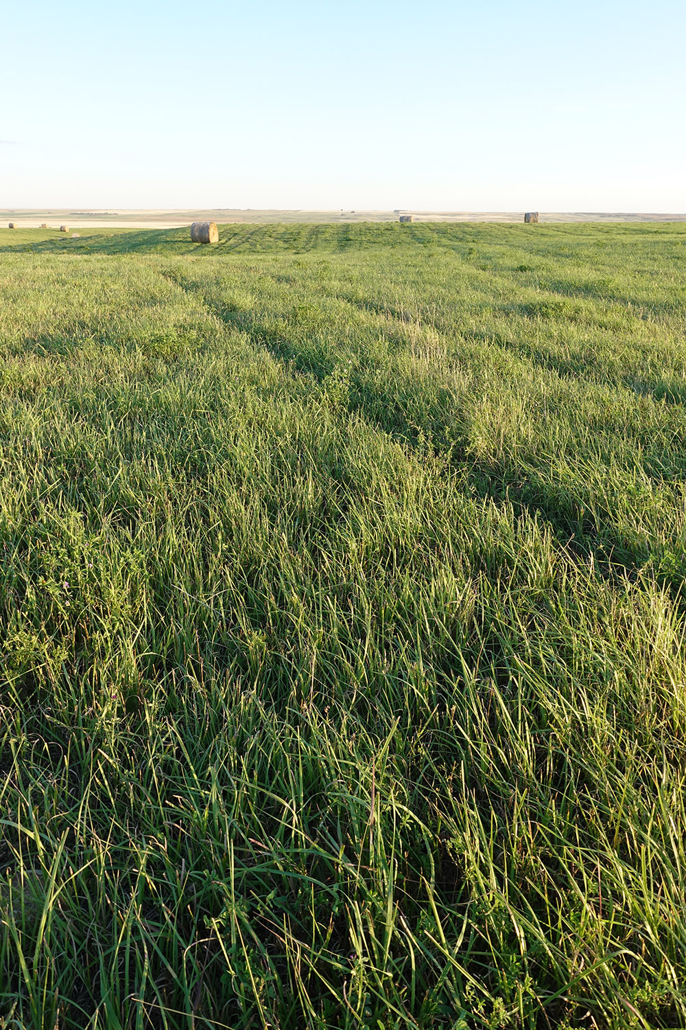 Hybrid Bromegrass – Forage U-Pick