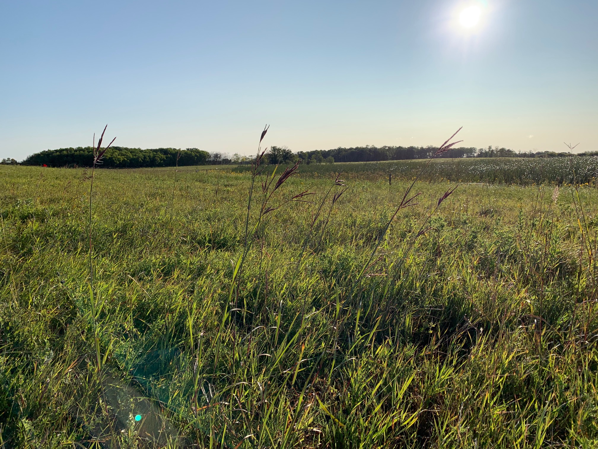 Big Bluestem – Forage U-Pick
