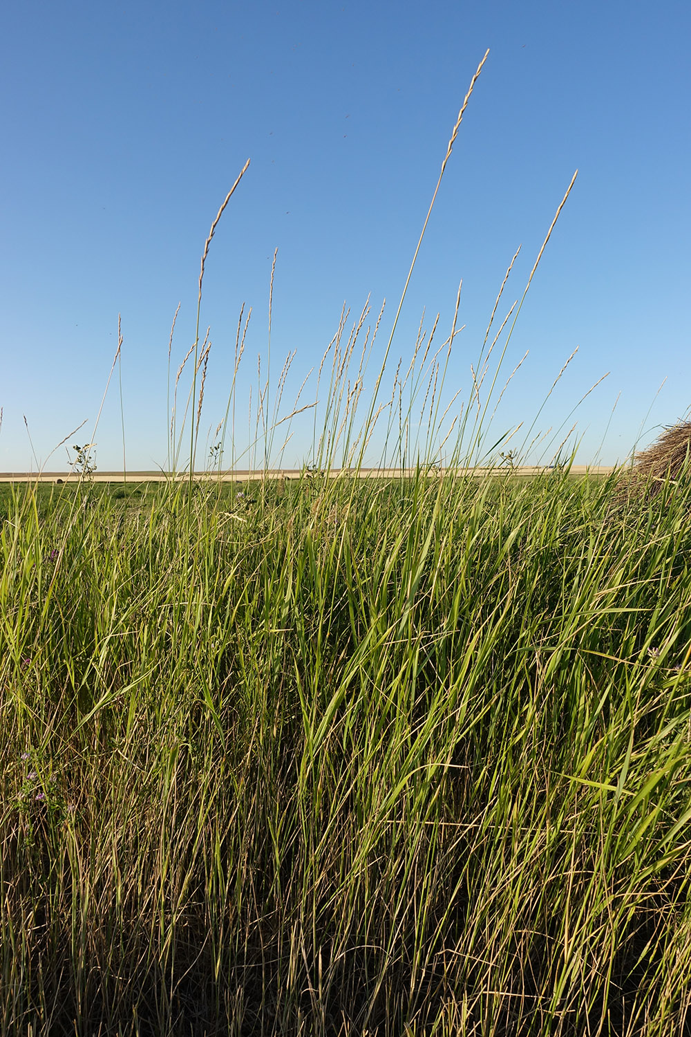 Intermediate Wheatgrass – Forage U-Pick