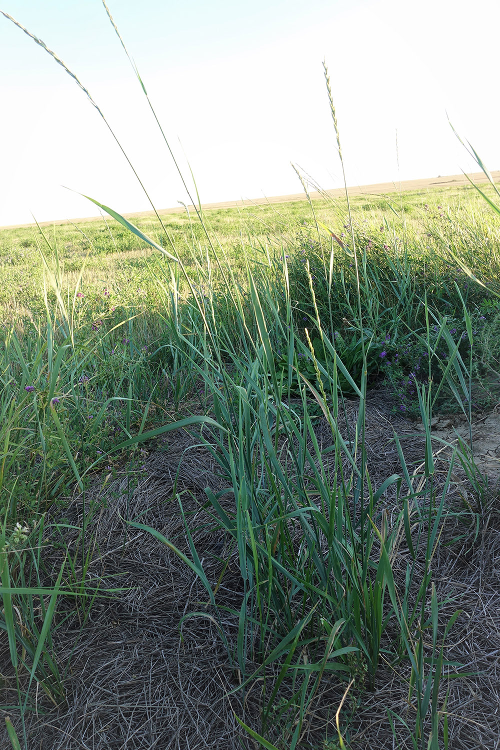 Intermediate Wheatgrass – Forage U-Pick