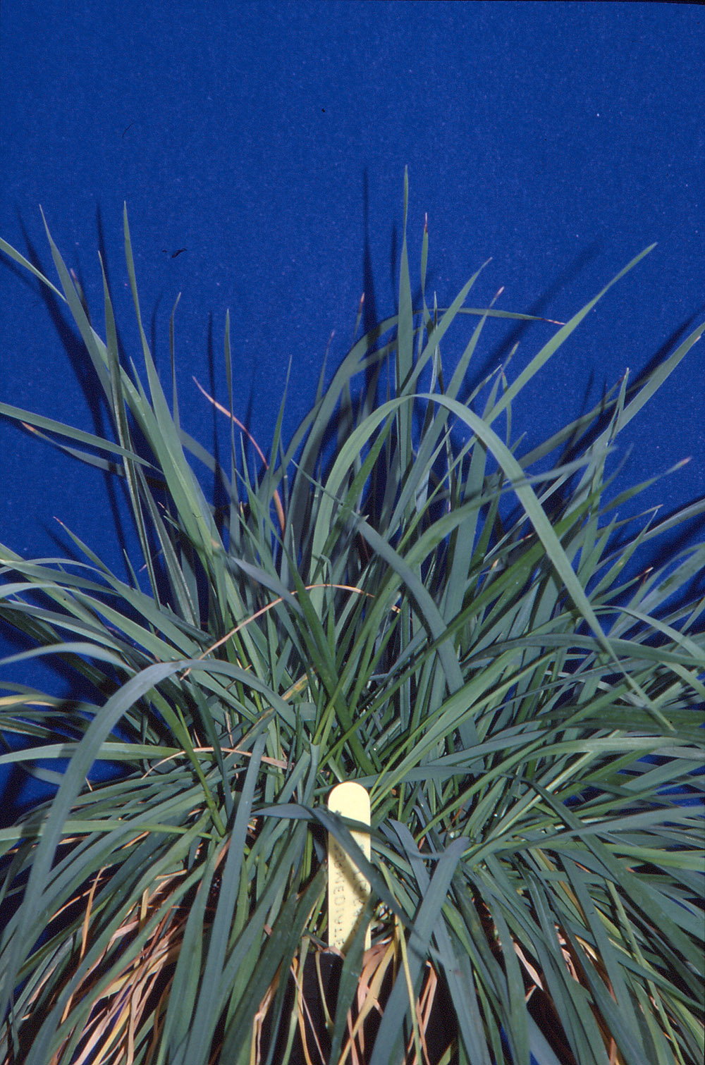 Pubescent Wheatgrass – Forage U-Pick