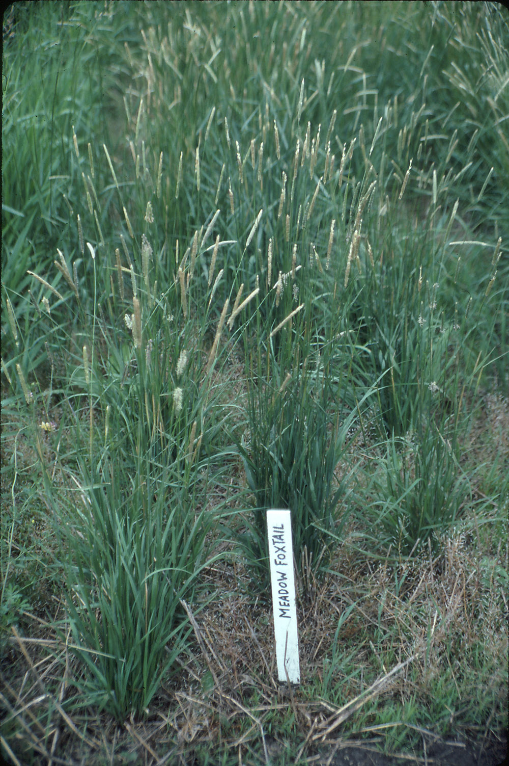 Meadow Foxtail – Forage U-Pick