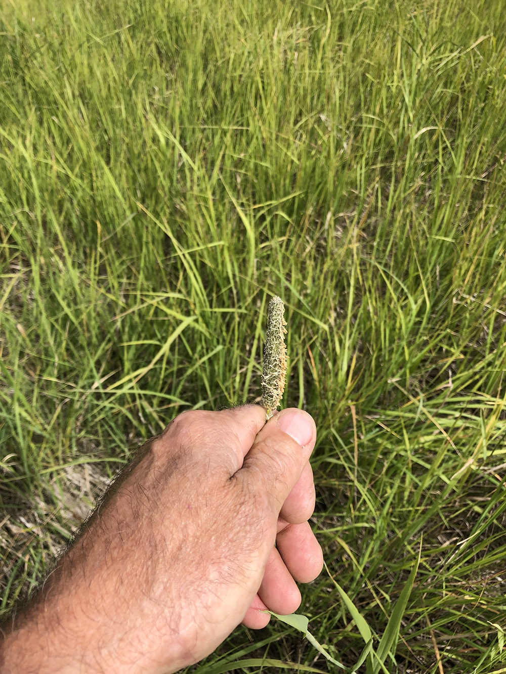 Meadow Foxtail – Forage U-Pick