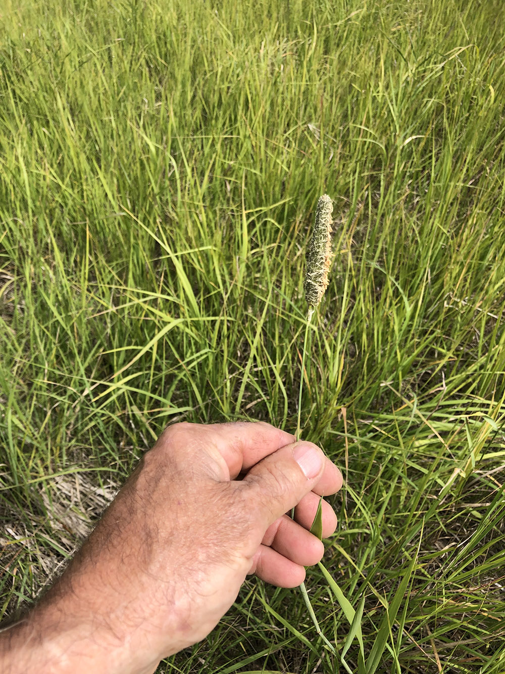 Meadow Foxtail – Forage U-Pick