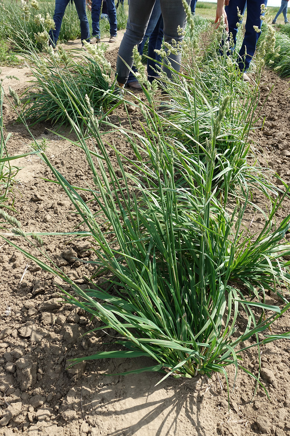 Orchardgrass – Forage U-Pick