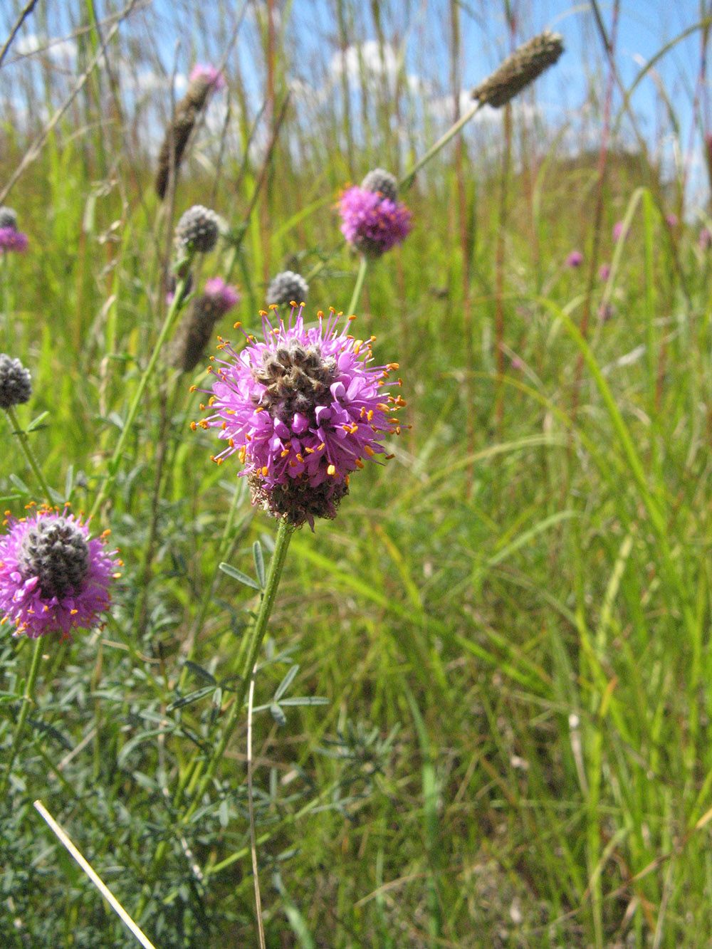 Purple Prairie Clover – Forage U-Pick