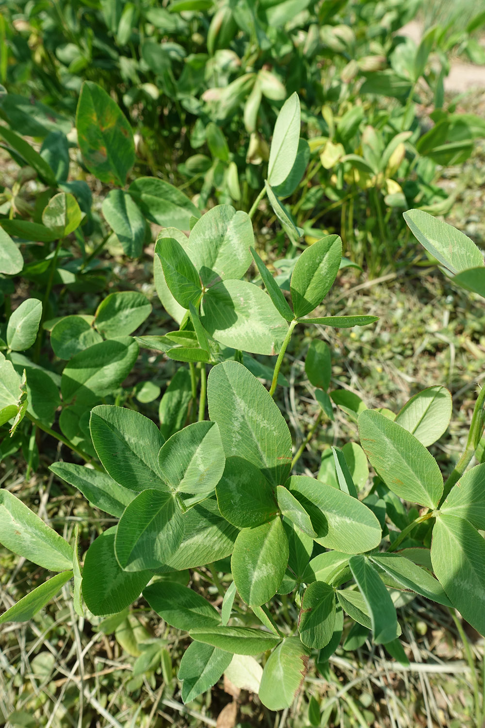 Red Clover – Forage U-Pick
